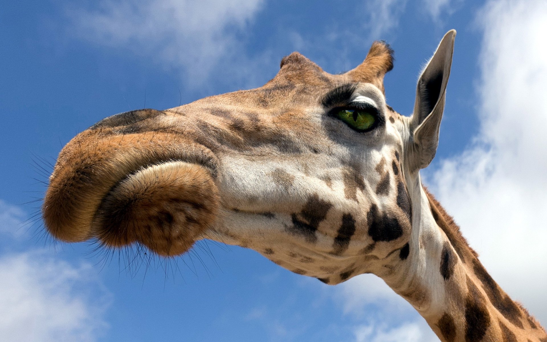 Majestic Giraffe in HD: Nature’s Tallest Wonder Wallpaper