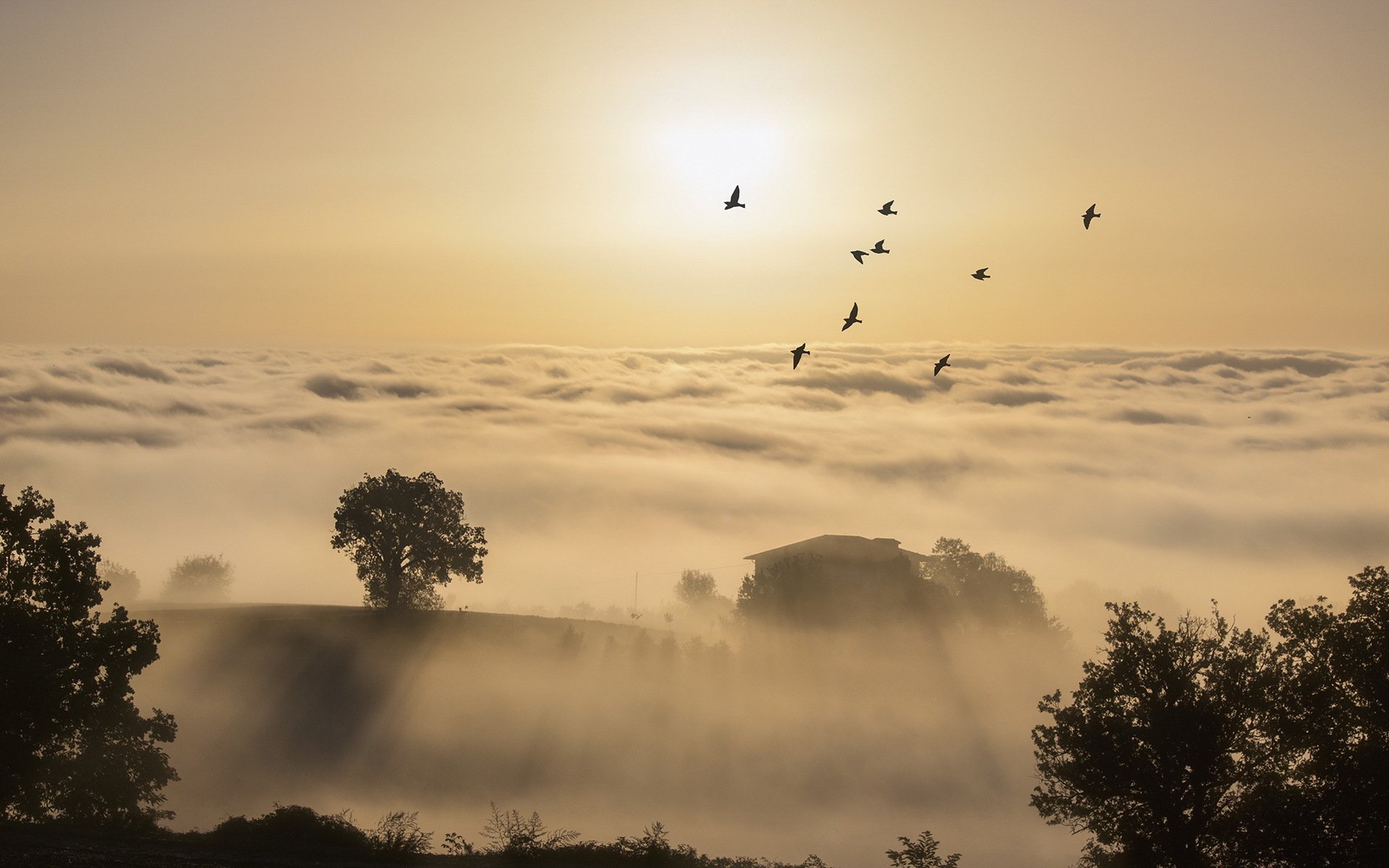 Nature Fog HD Wallpaper