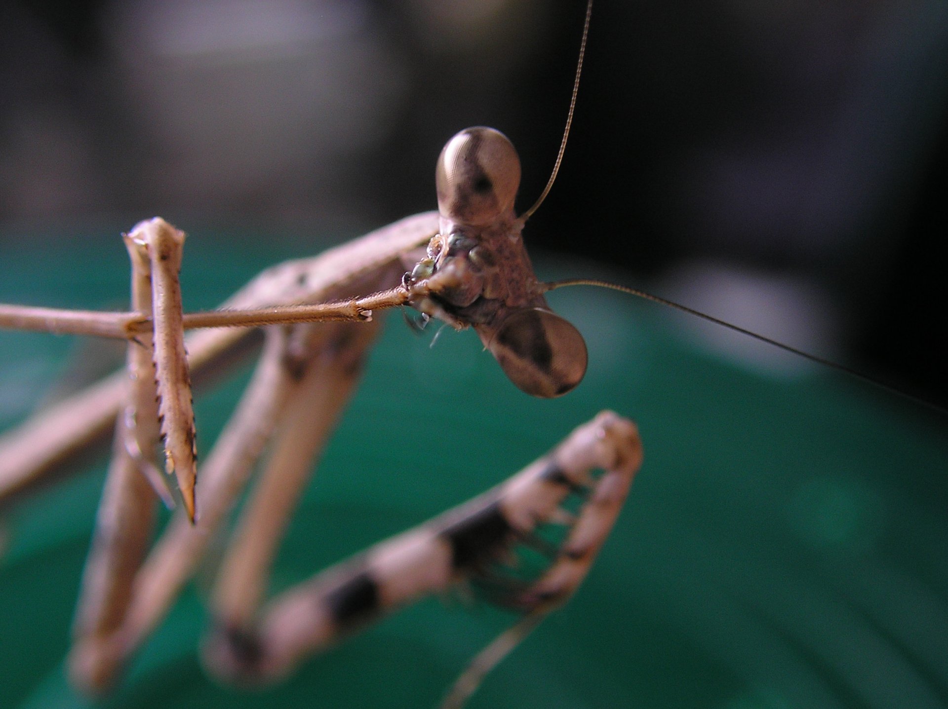 Download Animal Praying Mantis HD Wallpaper | 2288x1712 | Wallpaper Abyss