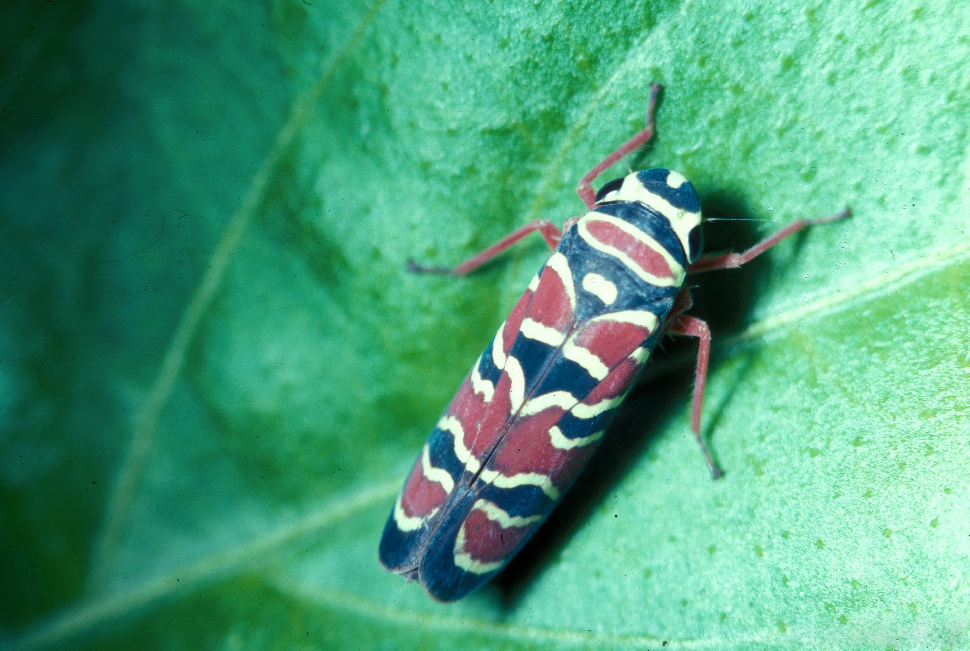 Download Animal Insect HD Wallpaper | 3072x2060 | Wallpaper Abyss