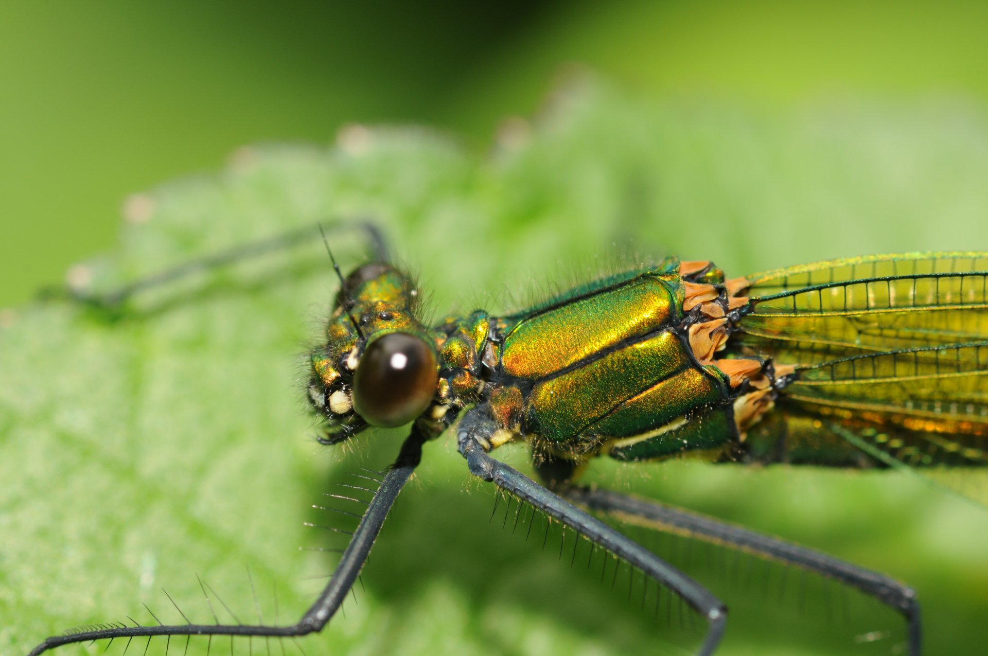 Download Animal Dragonfly 4k Ultra HD Wallpaper