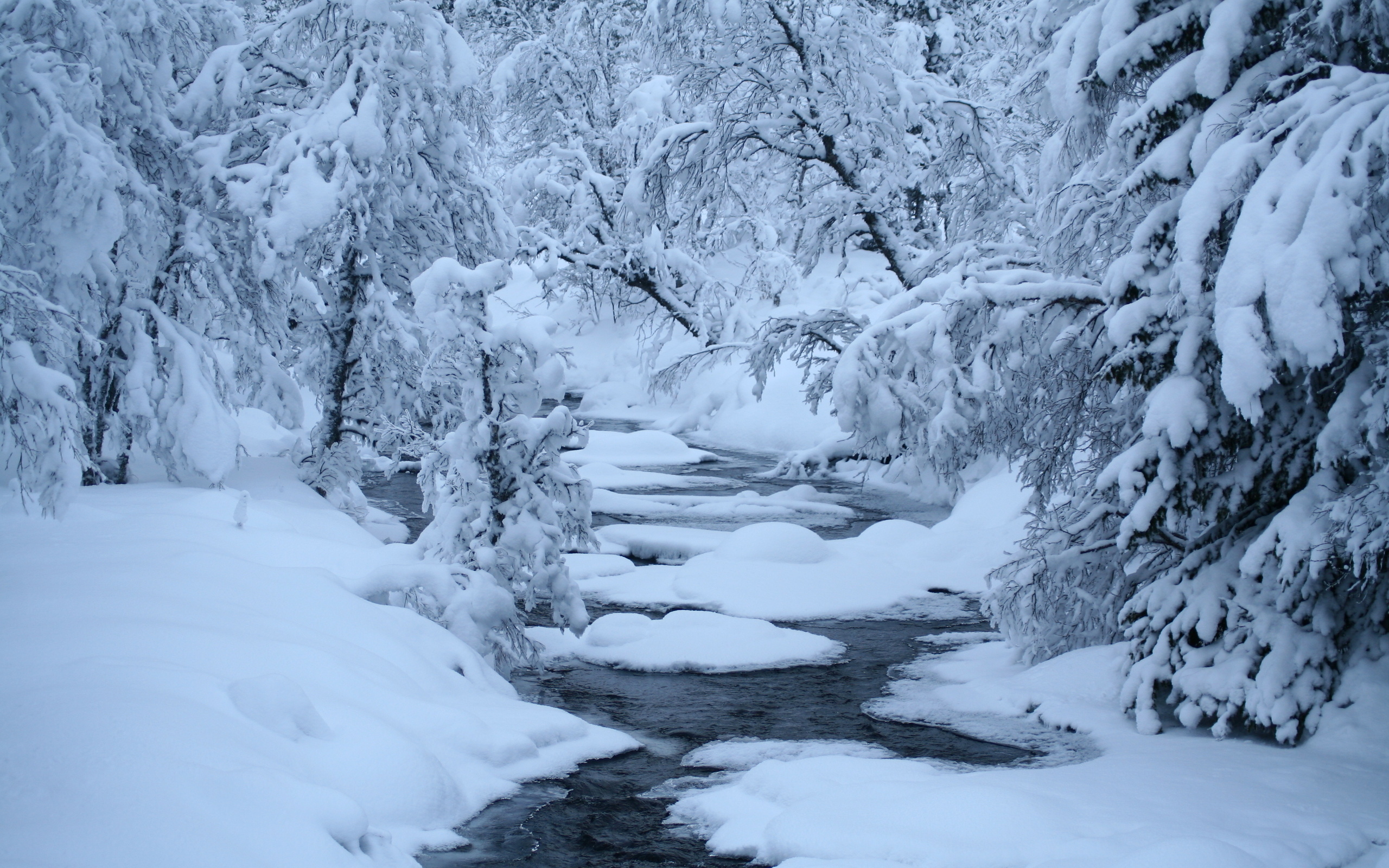 Download Nature Winter HD Wallpaper