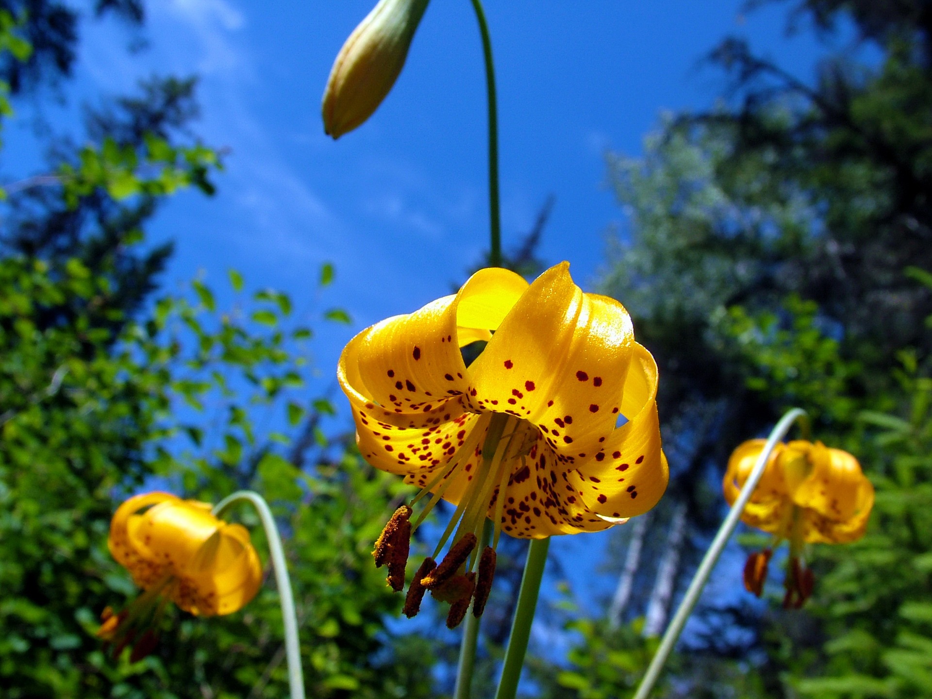 Download Nature Flower HD Wallpaper