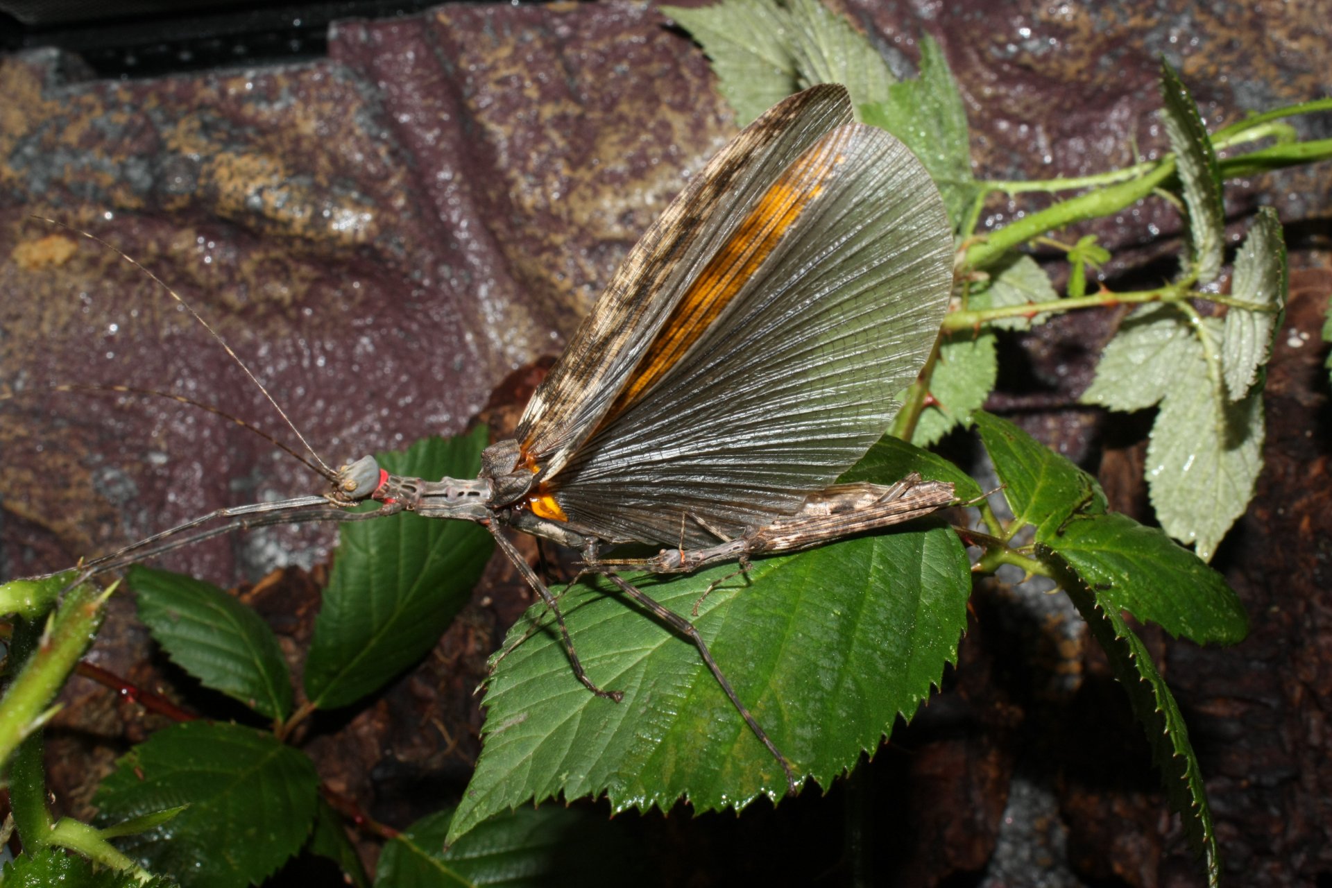 Download Animal Insect 4k Ultra HD Wallpaper