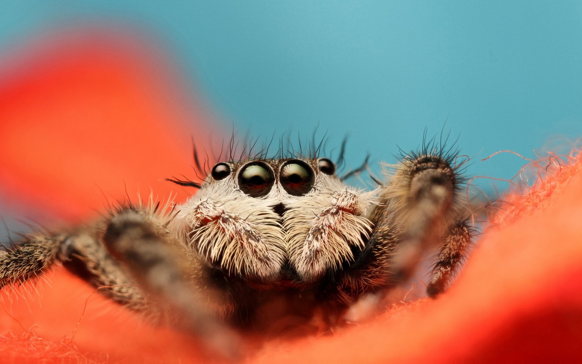 HD Close-Up of a Jumping Spider: Nature’s Tiny Animal Wonder Wallpaper ...