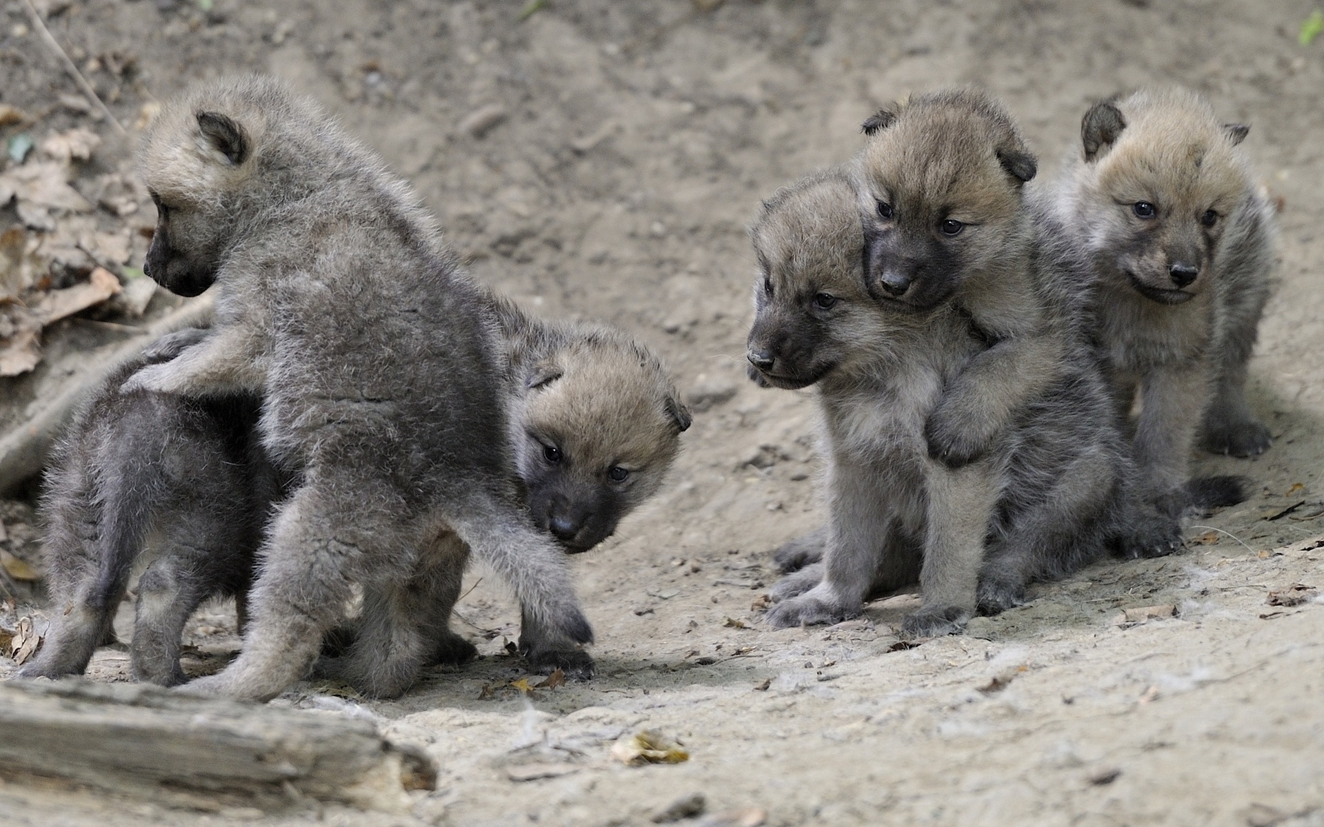 HD Wallpaper of Playful Wolf Puppies