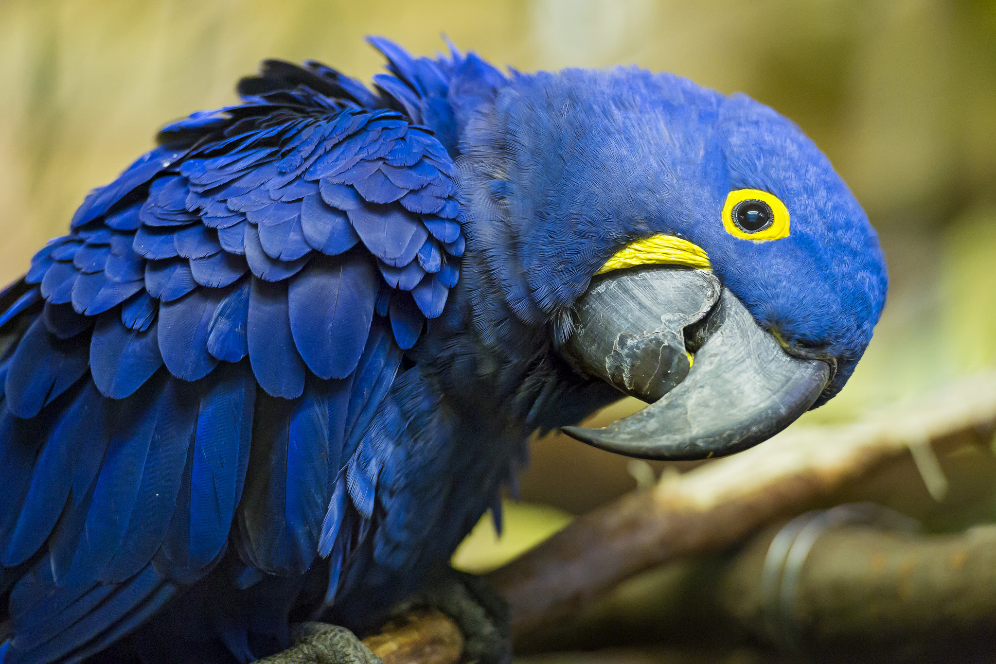 Download Animal Hyacinth Macaw HD Wallpaper
