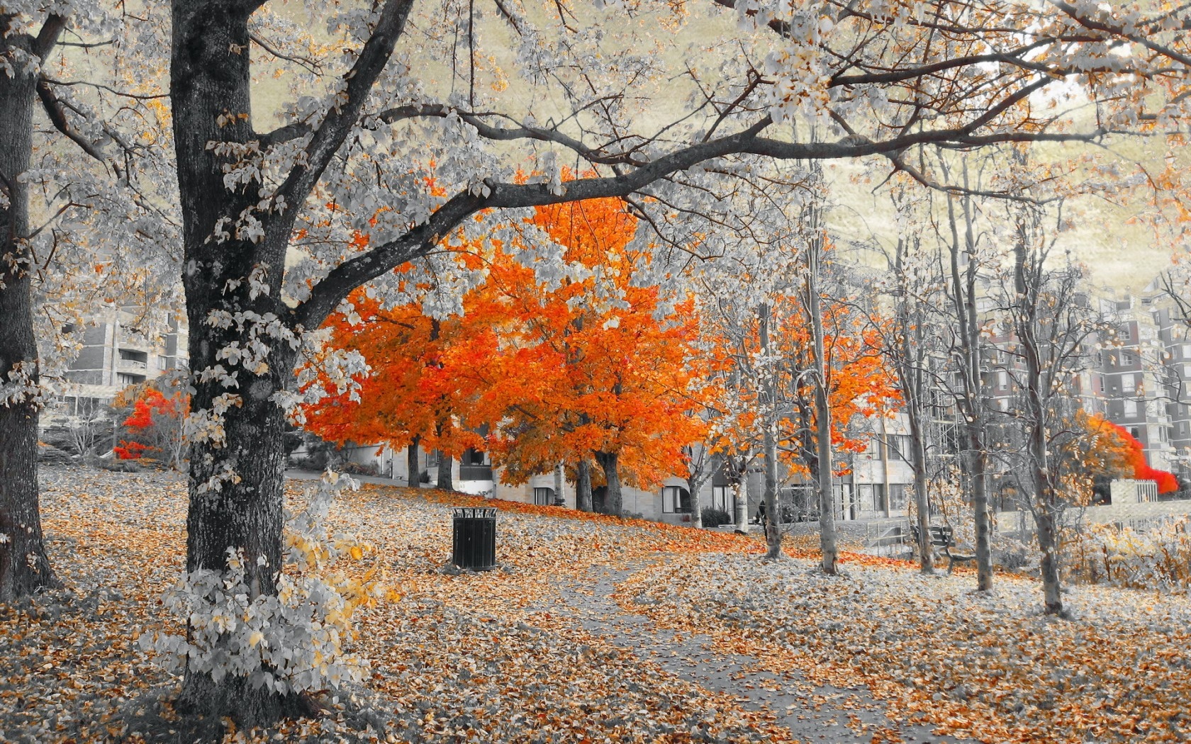 Autumn Wallpaper Widescreen Park Download Fall Forest Nature Man Made