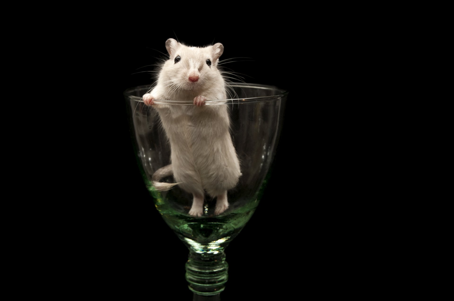 Download Glass Cute Animal Mouse 4k Ultra HD Wallpaper