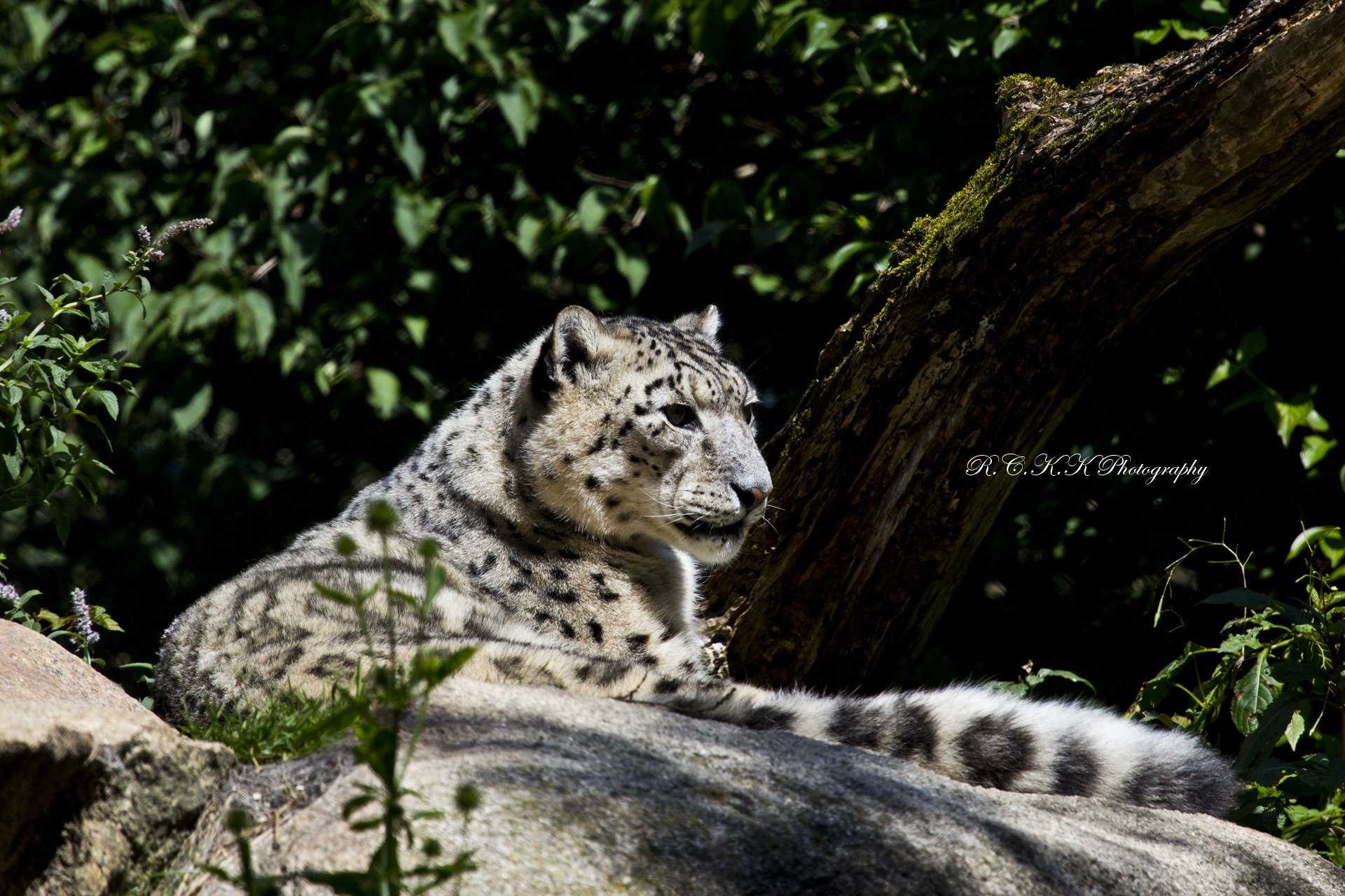 Animal Snow Leopard HD Wallpaper