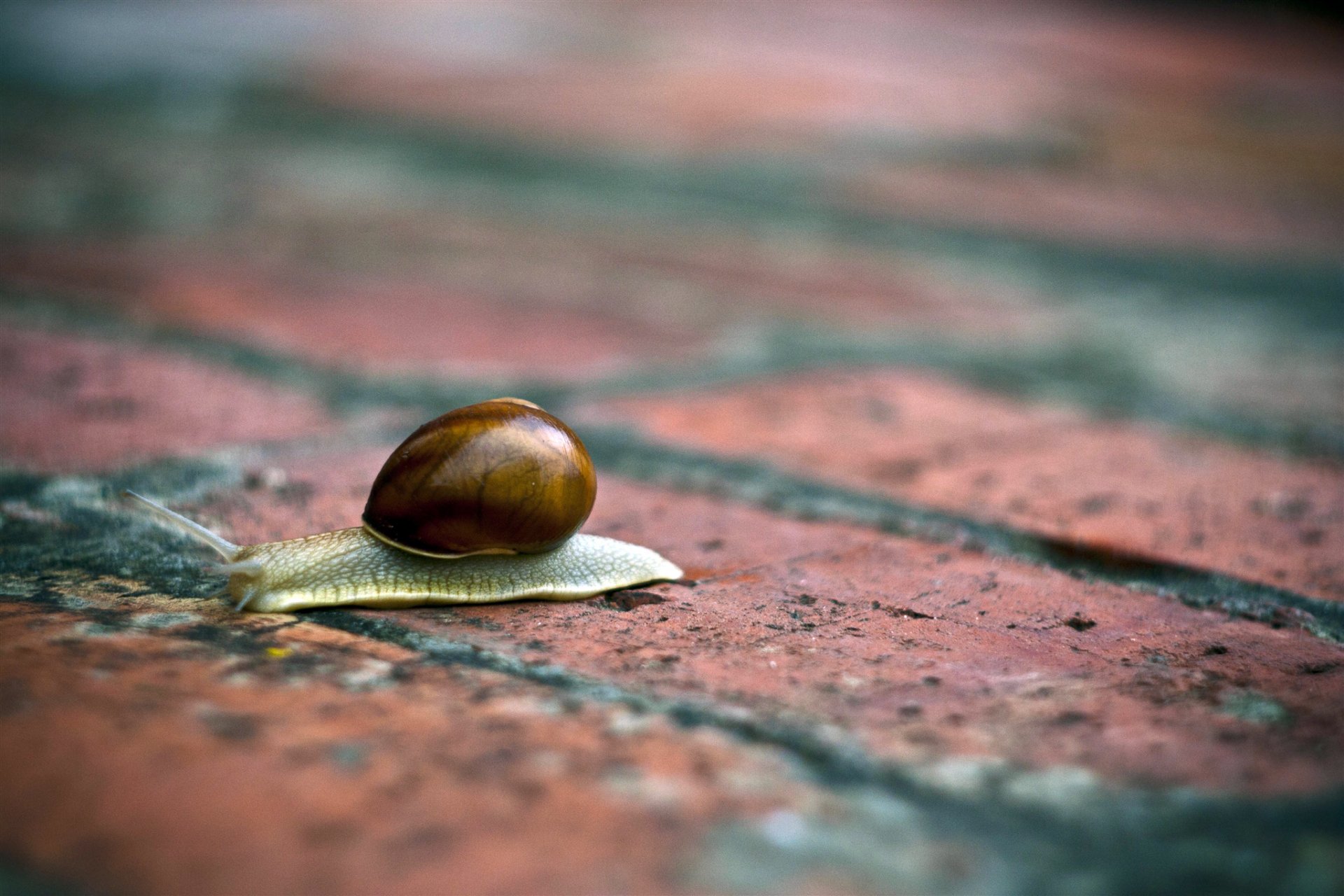 Majestic Snail in Motion | HD Animal Wallpaper