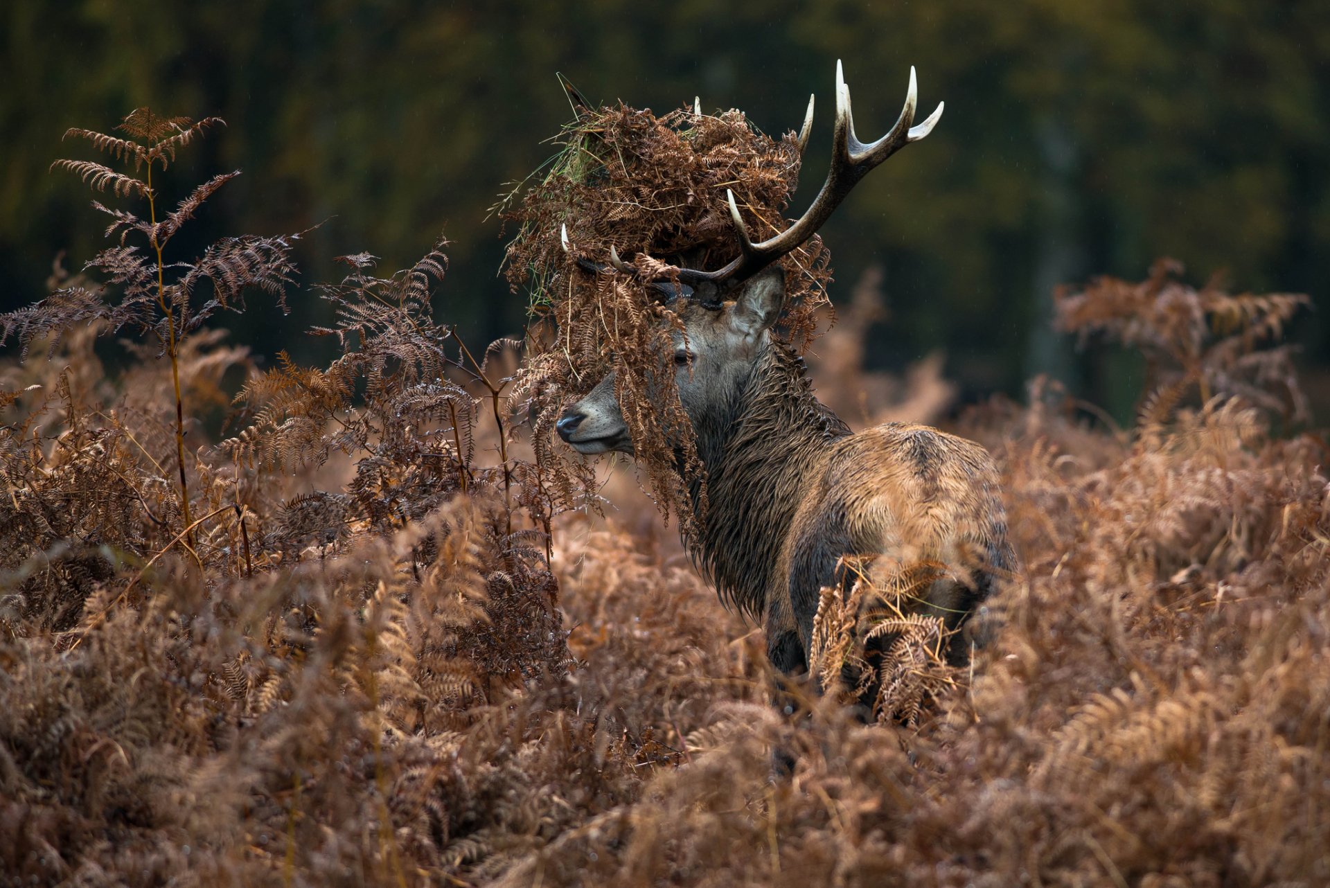 Herten Achtergronden Hd Wallpapers Donkere Achtergronden | HD