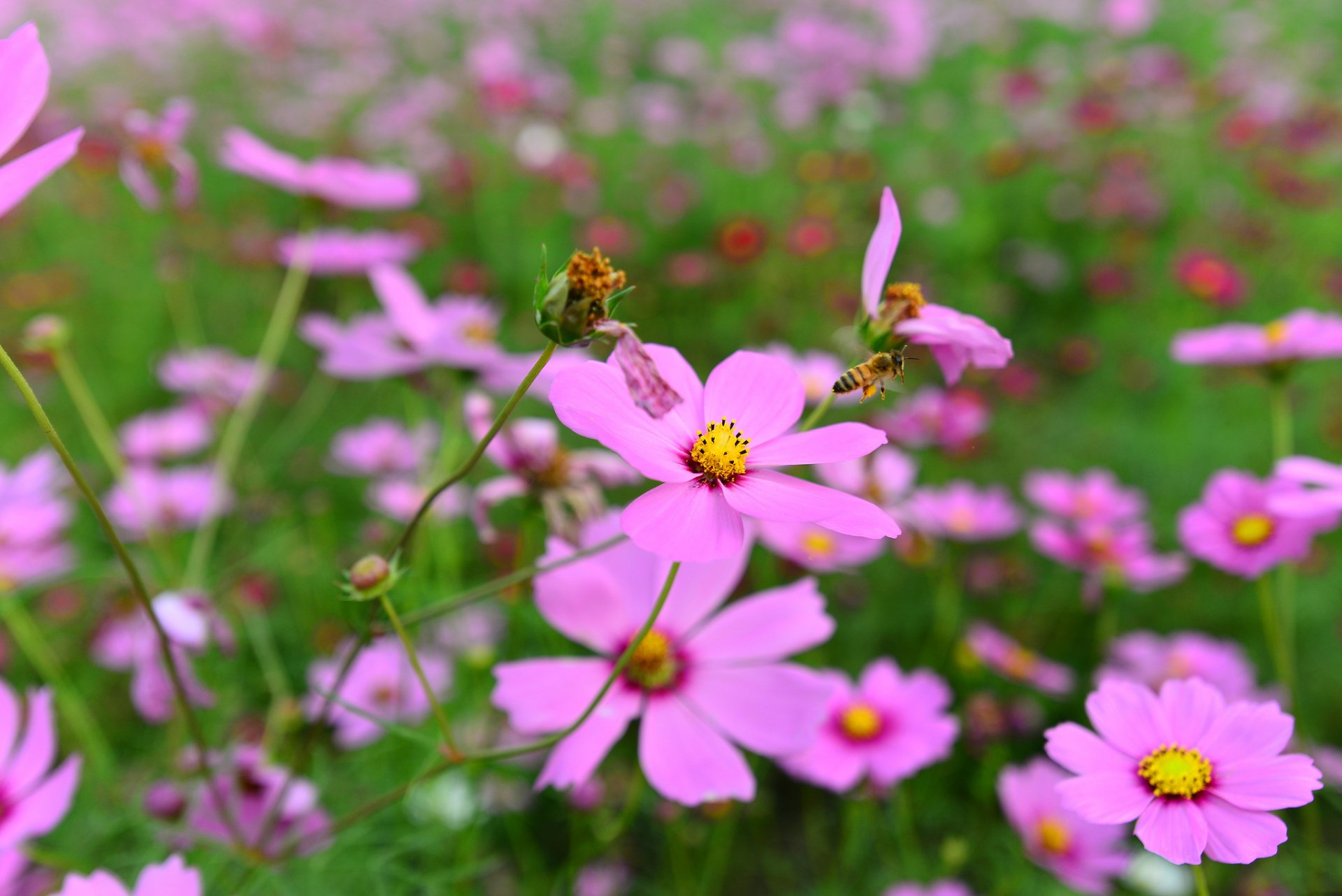 Nature's Pink Cosmos — HD Floral Wallpaper | 2048x1367 | Wallpaper Abyss