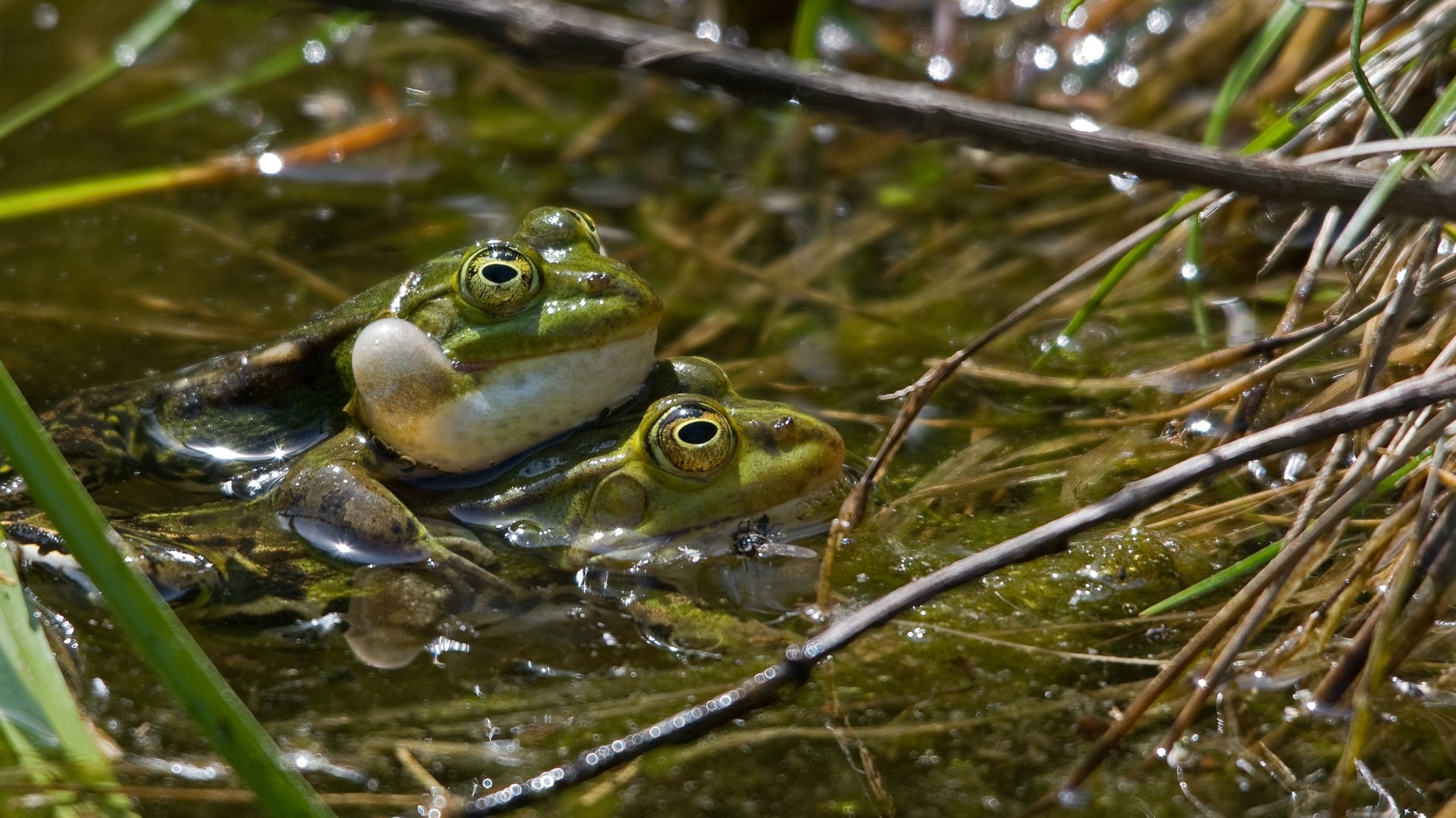 Download Animal Frog 4k Ultra HD Wallpaper