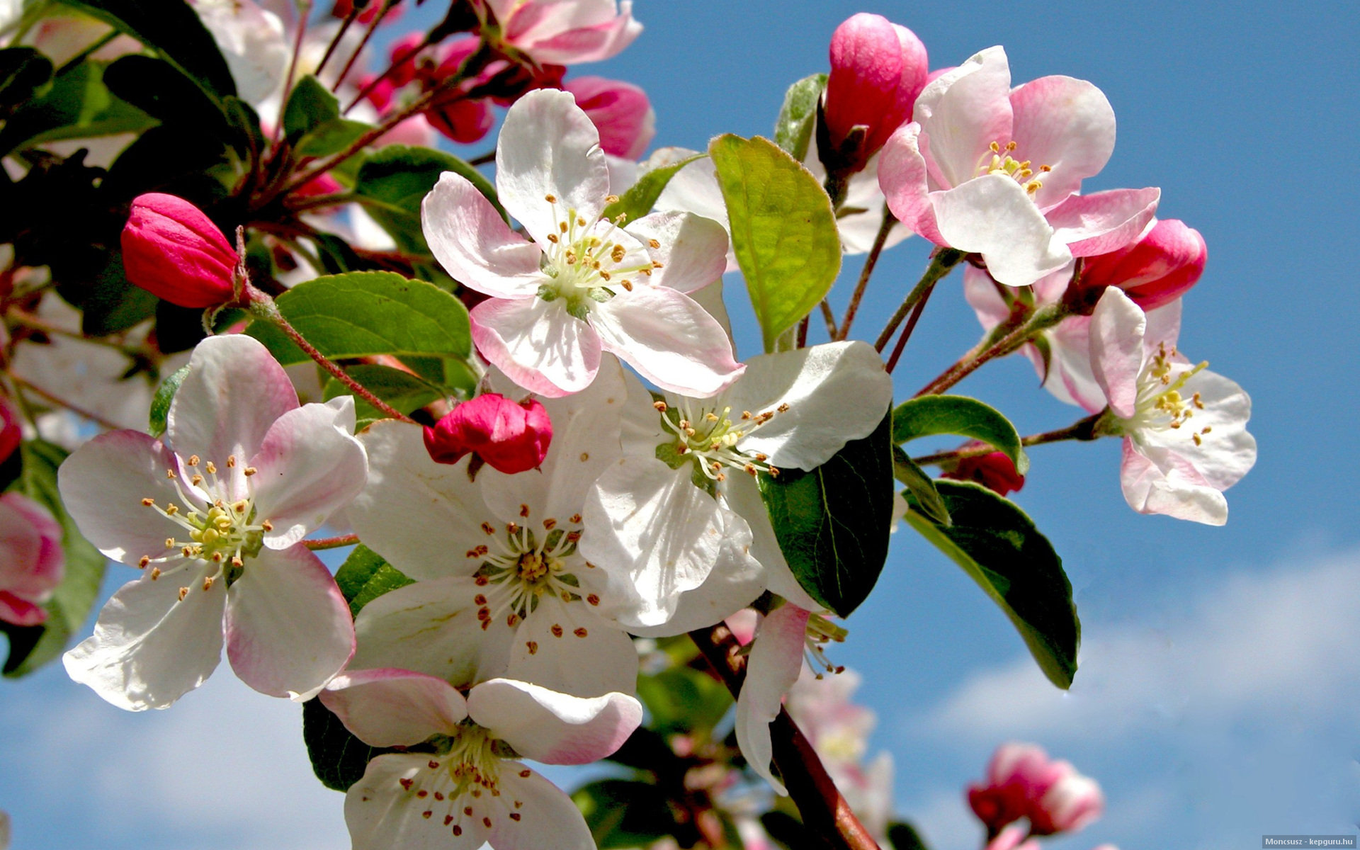 Blossom HD Wallpaper