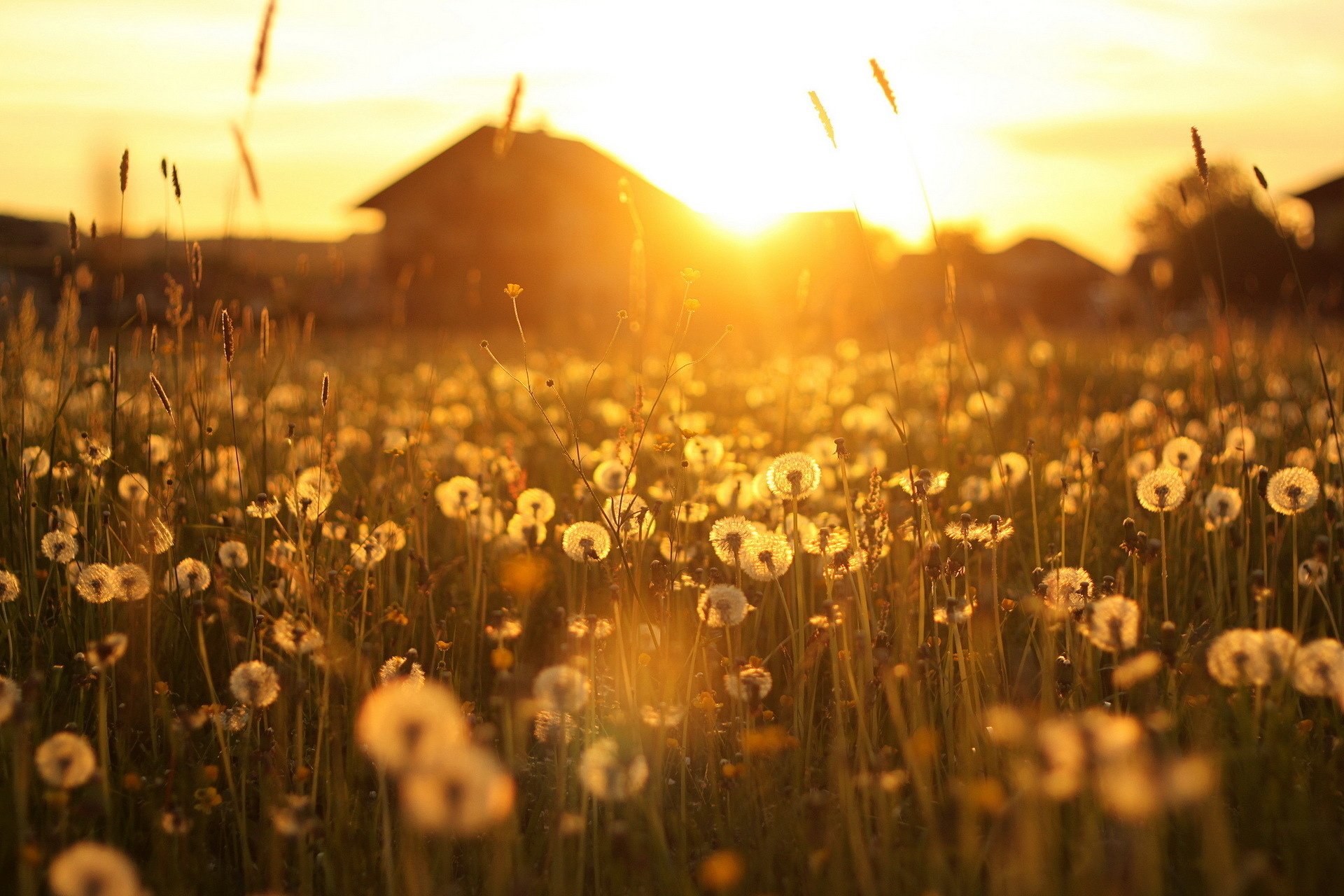 Sunlit Dandelion Dreamscape: Nature's Golden House at Sunset ...
