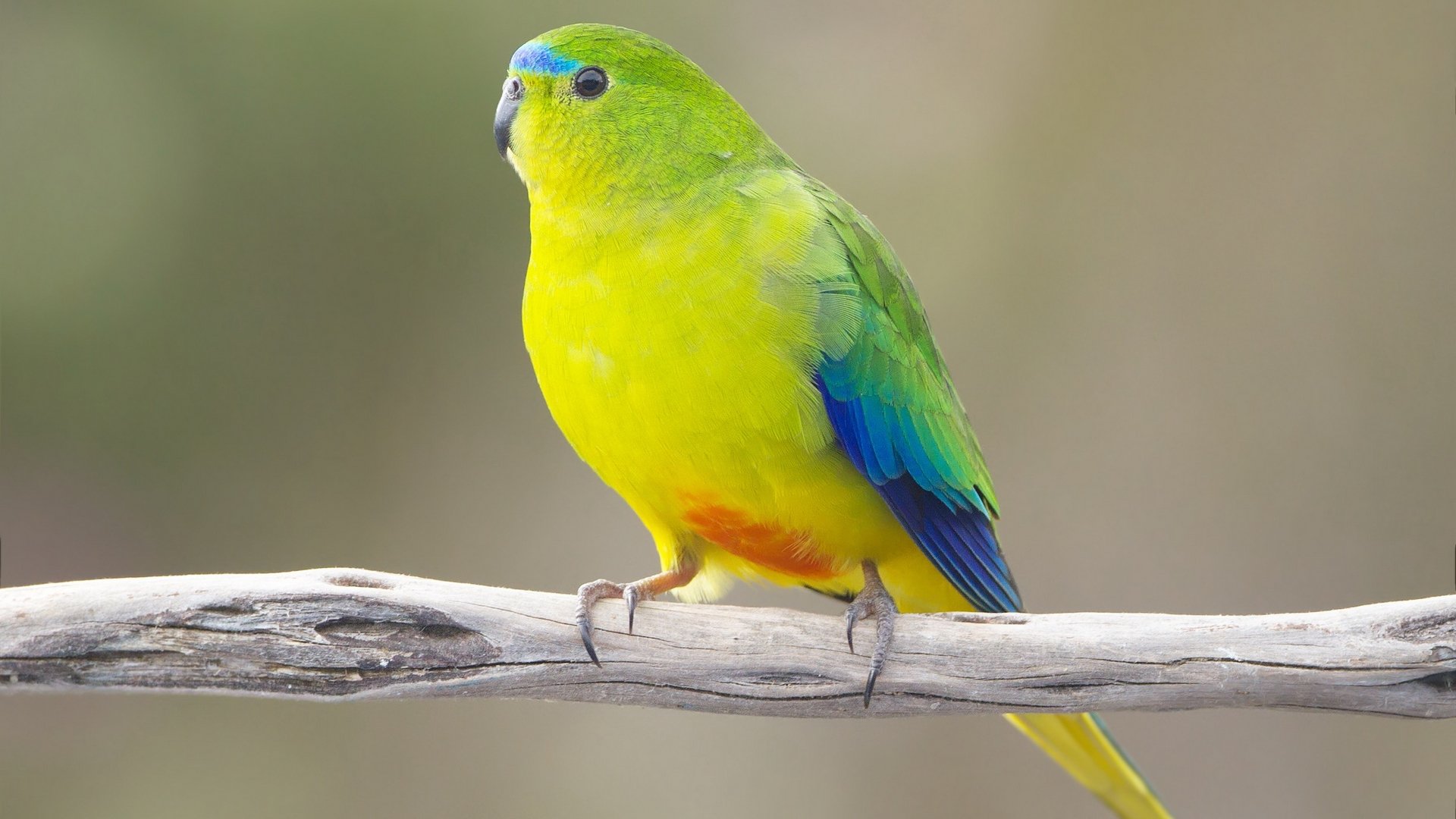 Vibrant Parrot HD Wallpaper