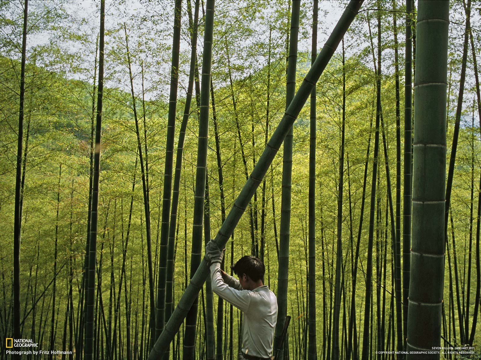Download Nature Bamboo Wallpaper