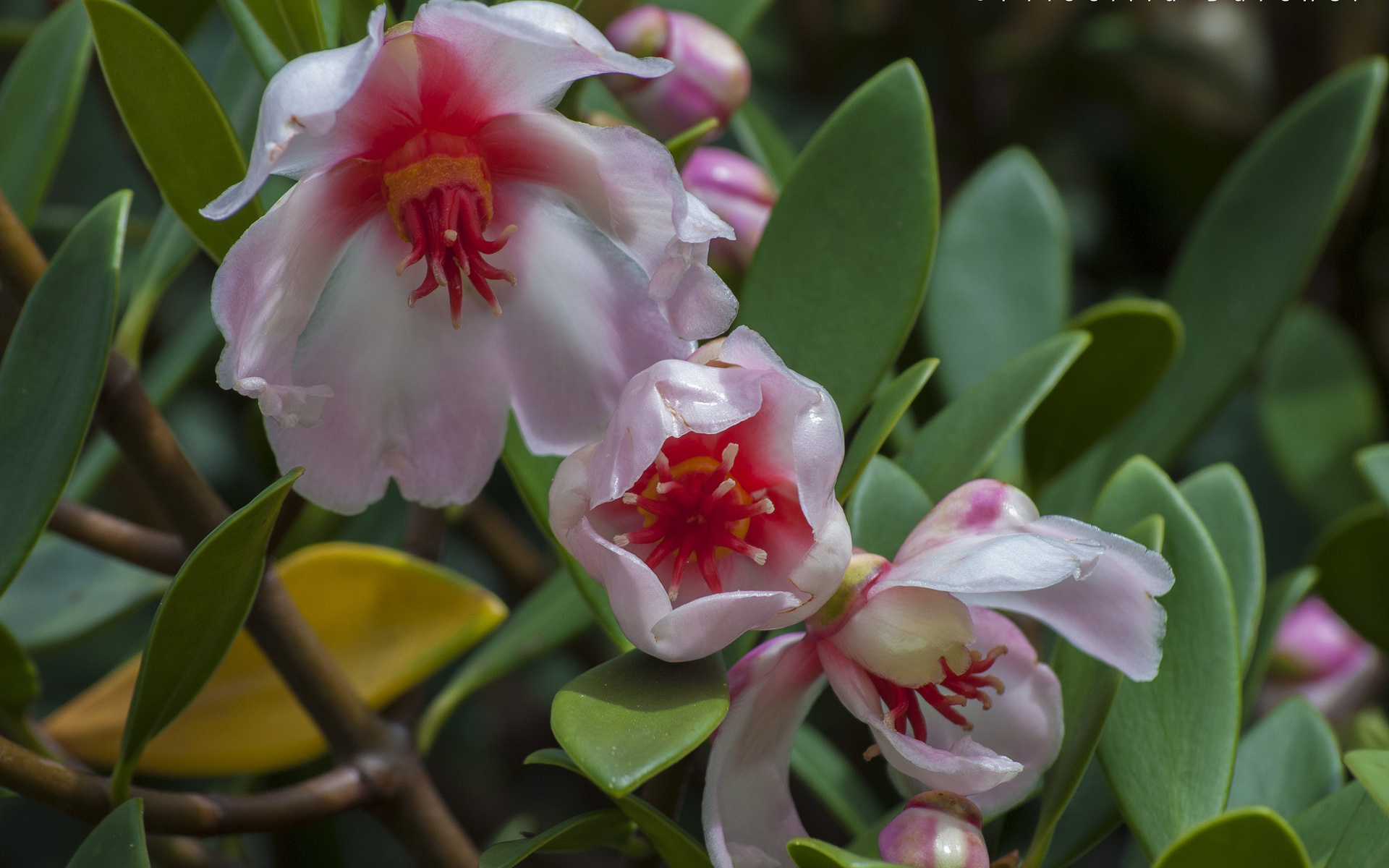 Nature's Blossom: HD Wallpaper of Beautiful Flowers