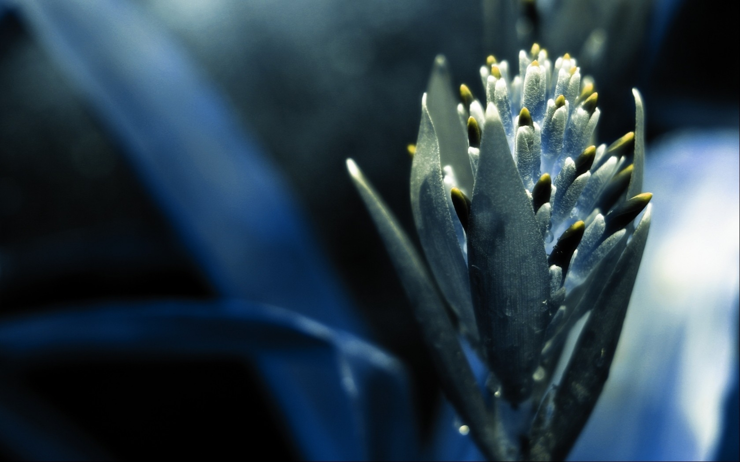 Nature Plant HD Wallpaper