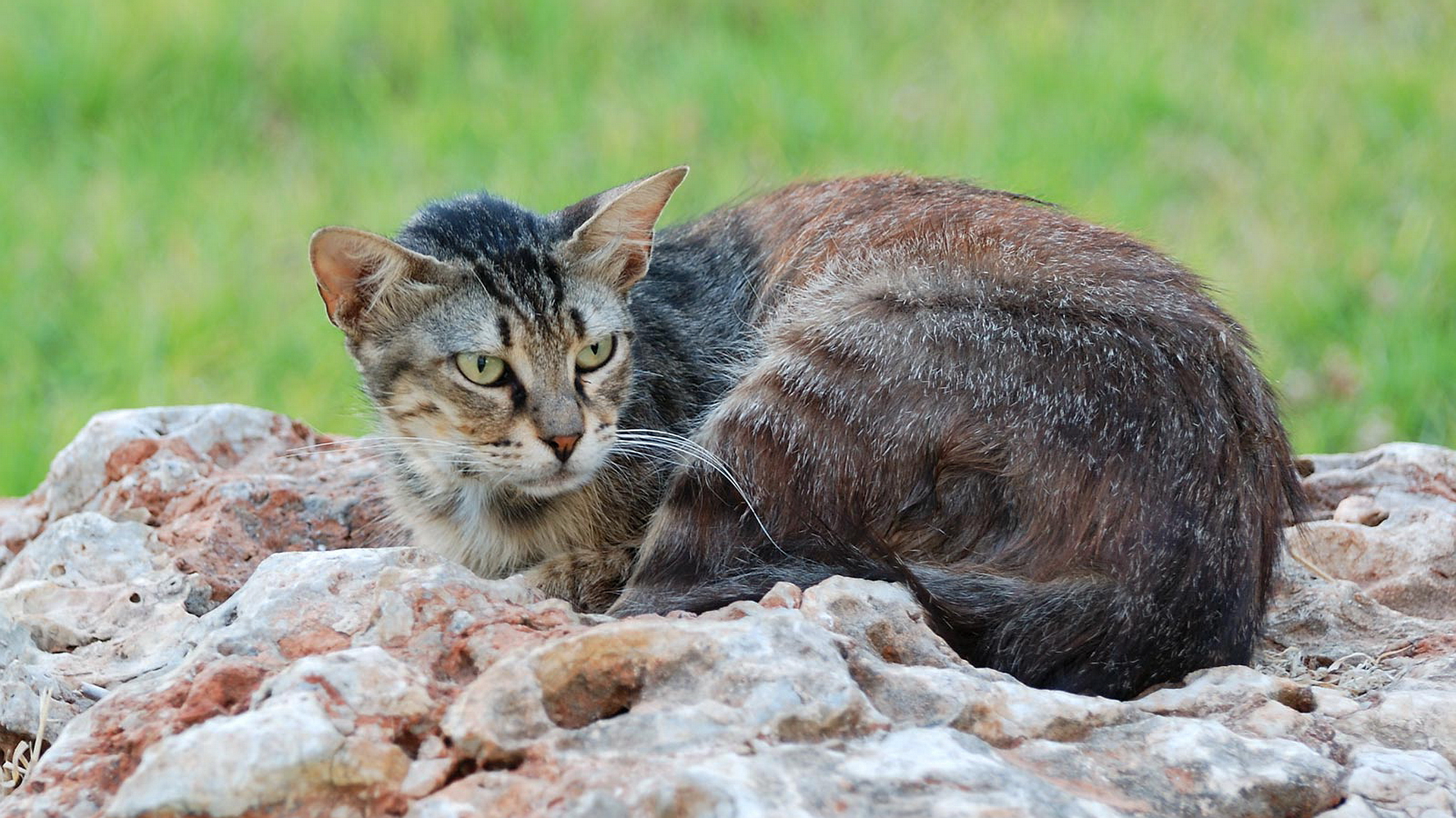 Charming Cat HD Wallpaper: A Feline's Serene Moment