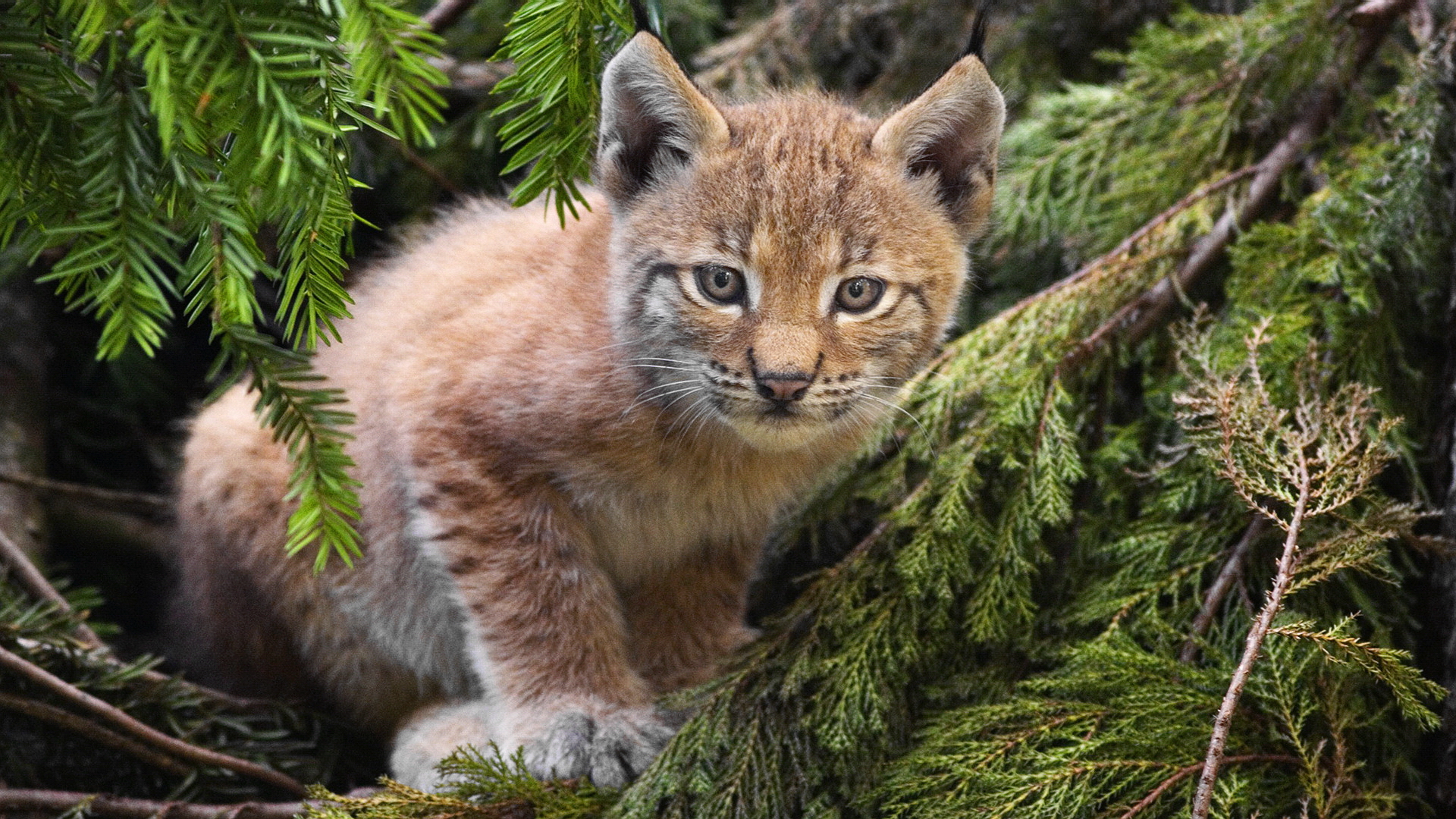 Download Animal Lynx HD Wallpaper