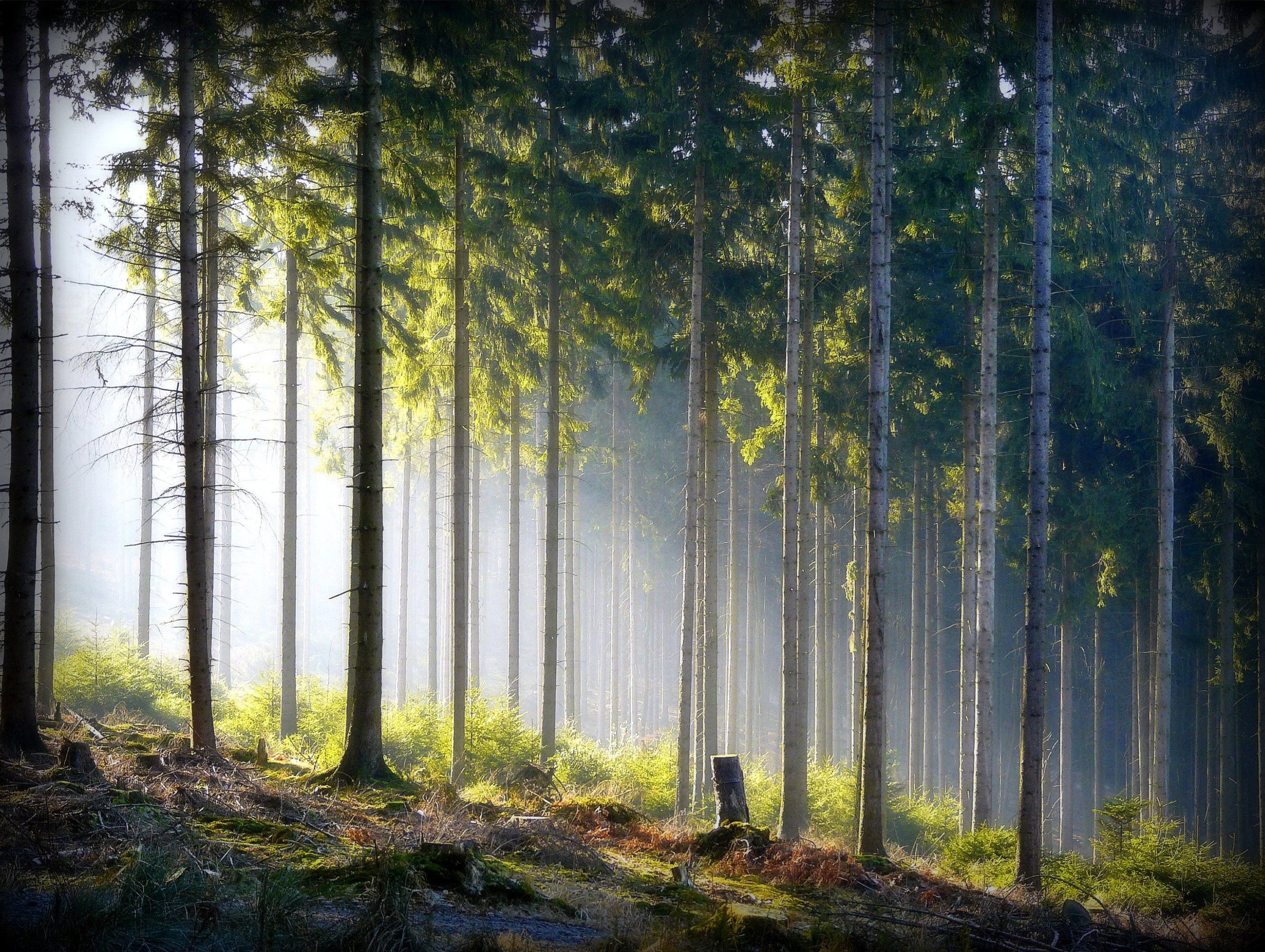 Download Nature Forest HD Wallpaper