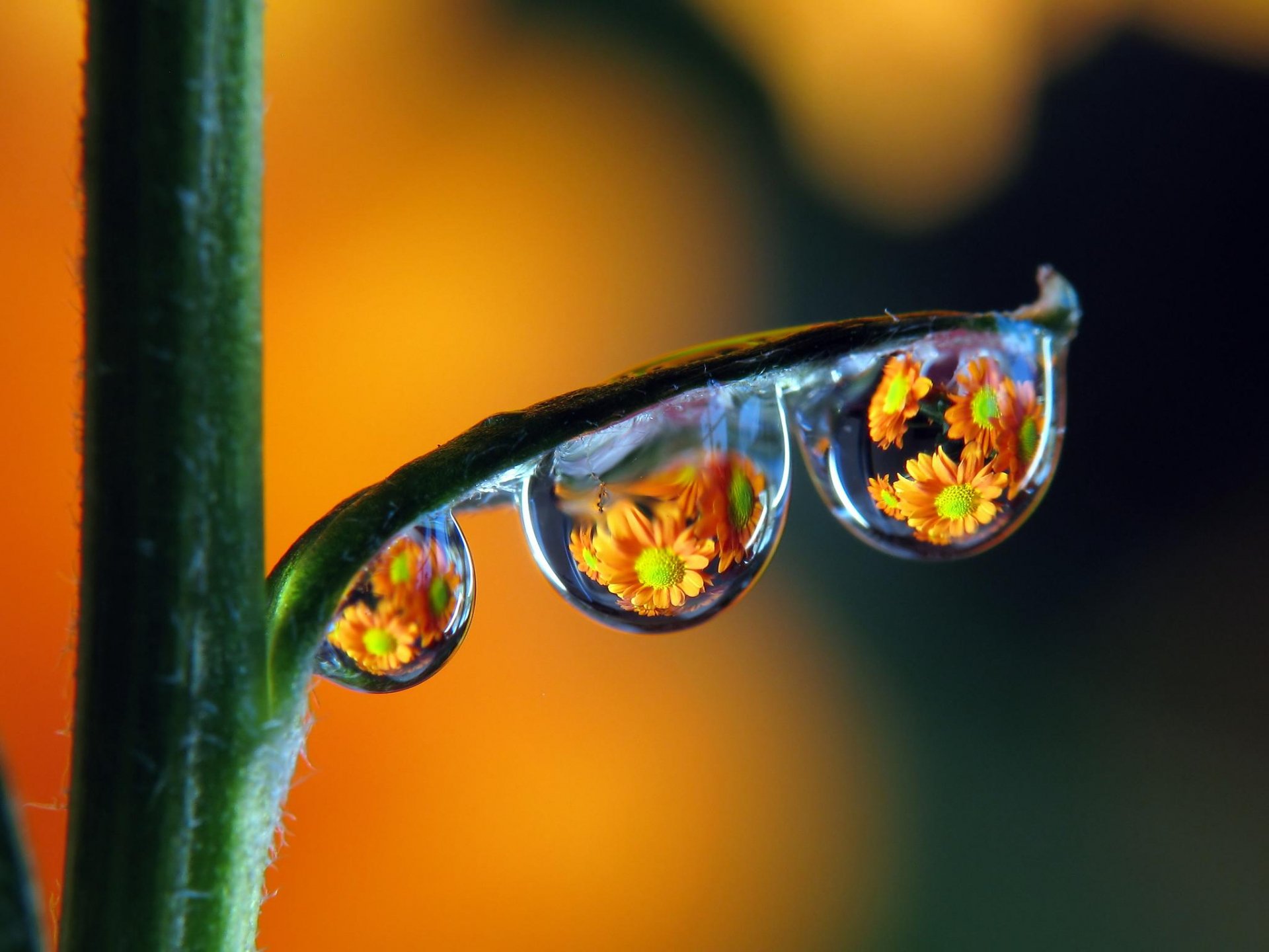 Nature's Crystal Drops: HD Water Gems Reflecting Blooming Beauty