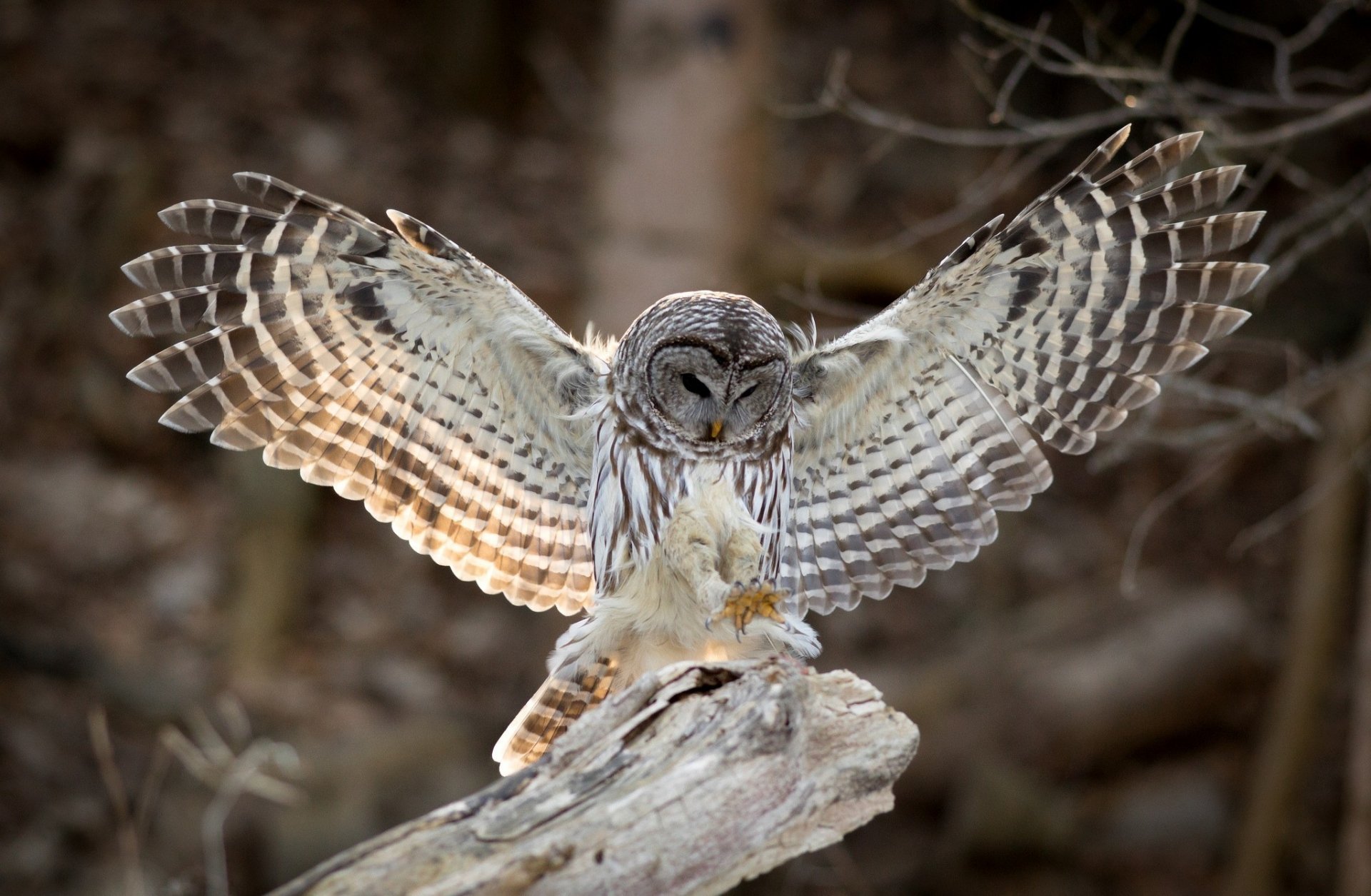 Majestic Barred Owl in Flight – HD Animal Wallpaper