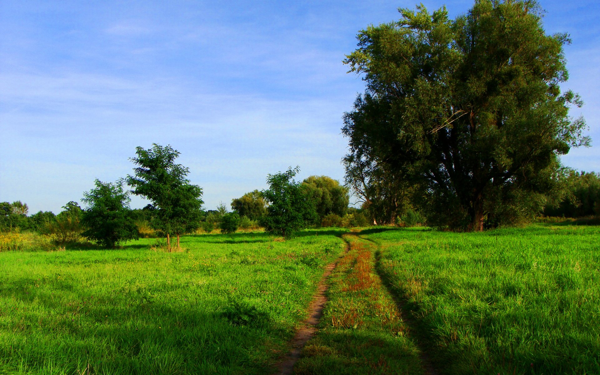Download Nature Tree Field Path HD Wallpaper