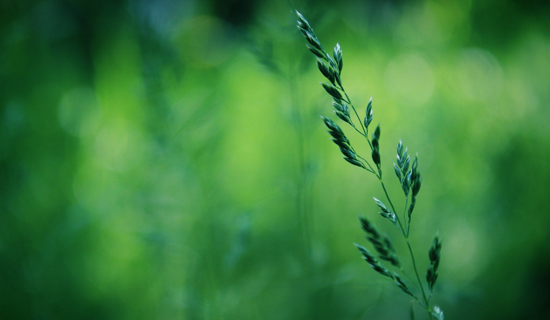 Lush Green Serenity: HD Nature Grass Wallpaper