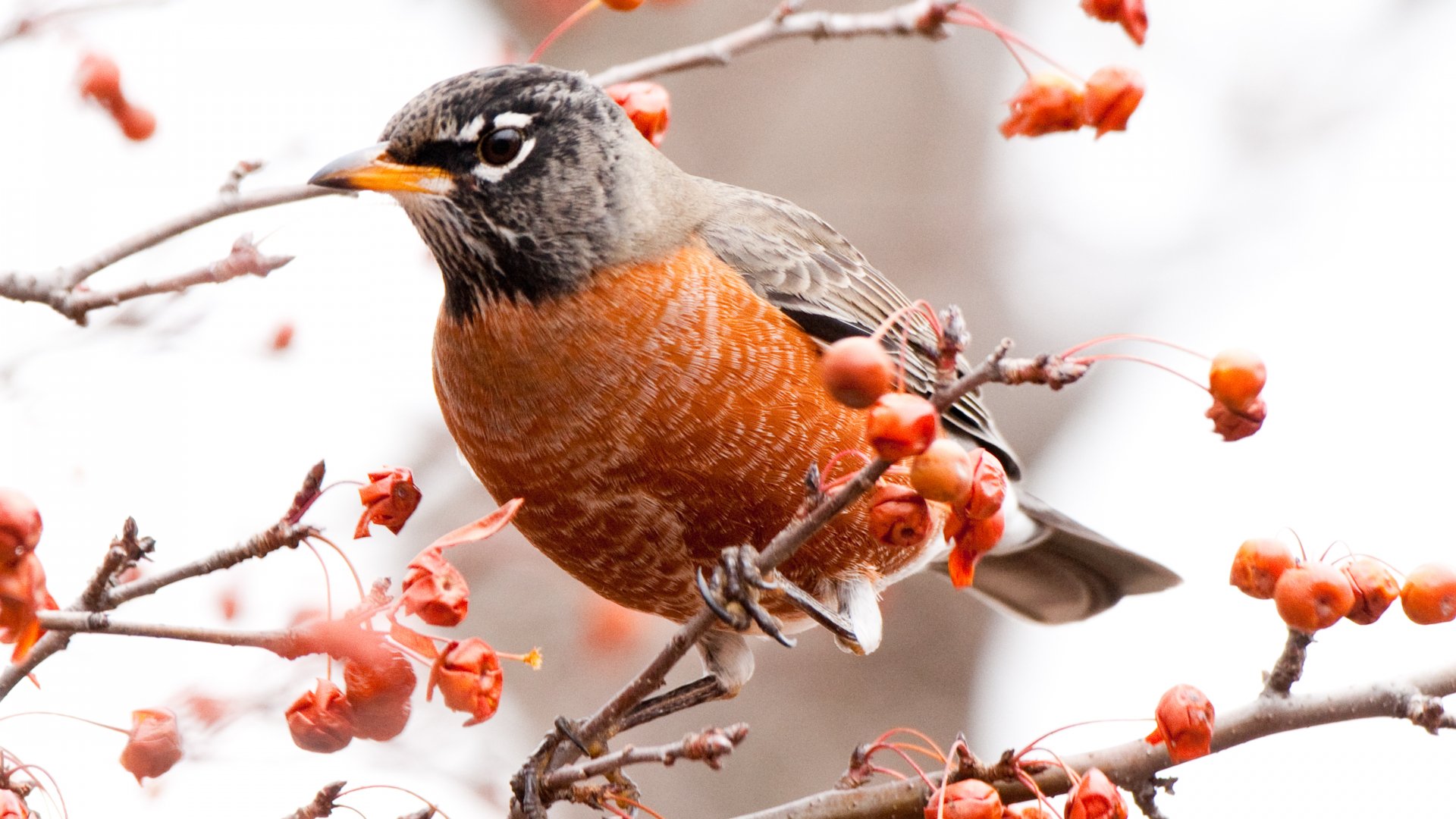 8K Ultra HD American Robin: Vibrant Wildlife Beauty in Stunning Detail