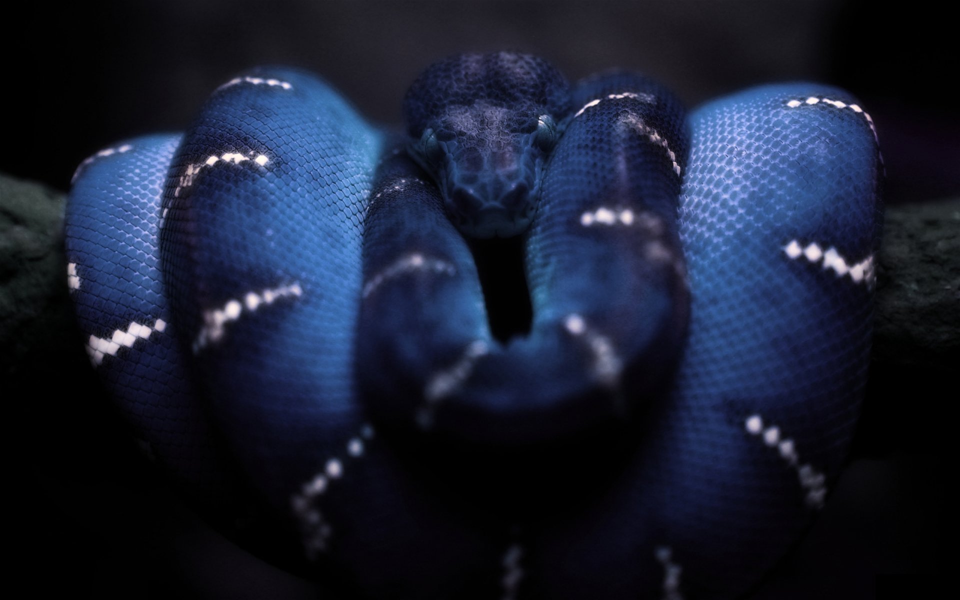 Midnight Majesty: Stunning HD Snake Wallpaper