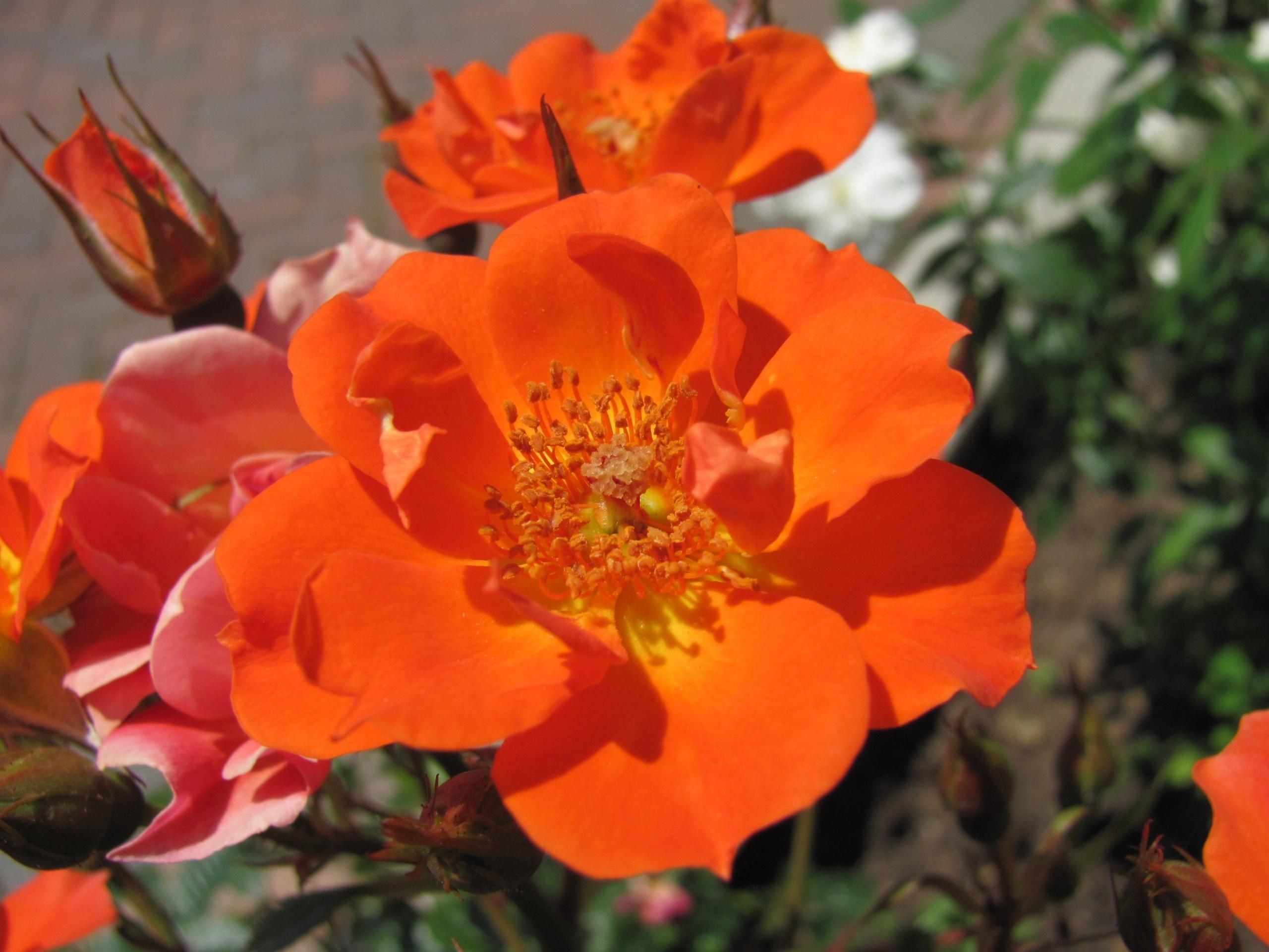 Download Nature Flower HD Wallpaper