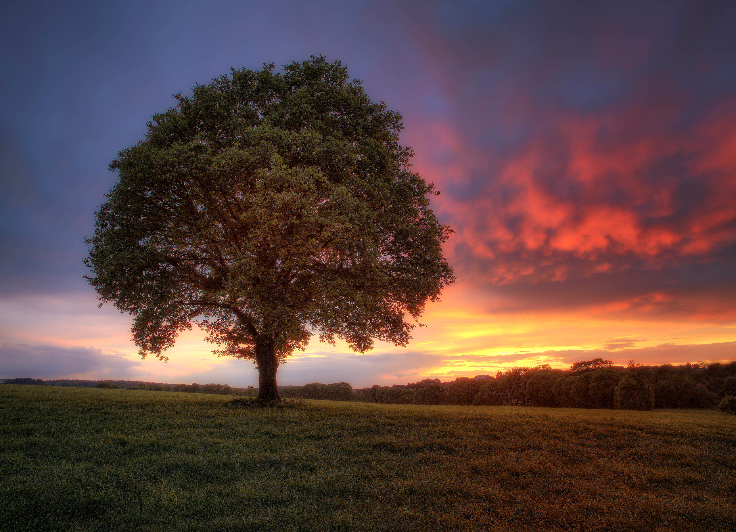 Serene Sunset: A Majestic Tree in HD Wallpaper