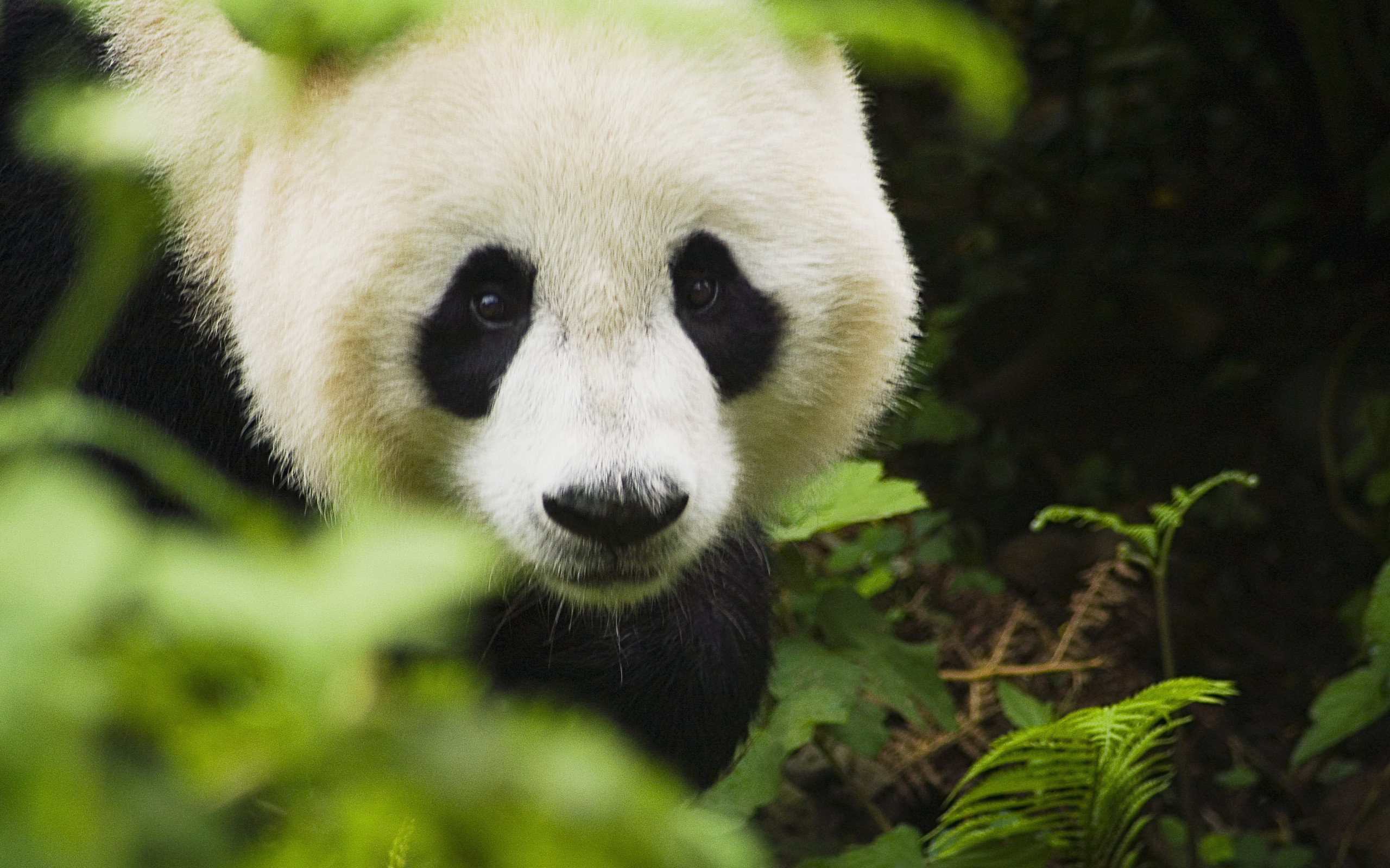 Panda Full HD Wallpaper And Background Image 2560x1600 ID 397902 Panda Full HD Wallpaper And Background Image 2560x1600 ID 397902