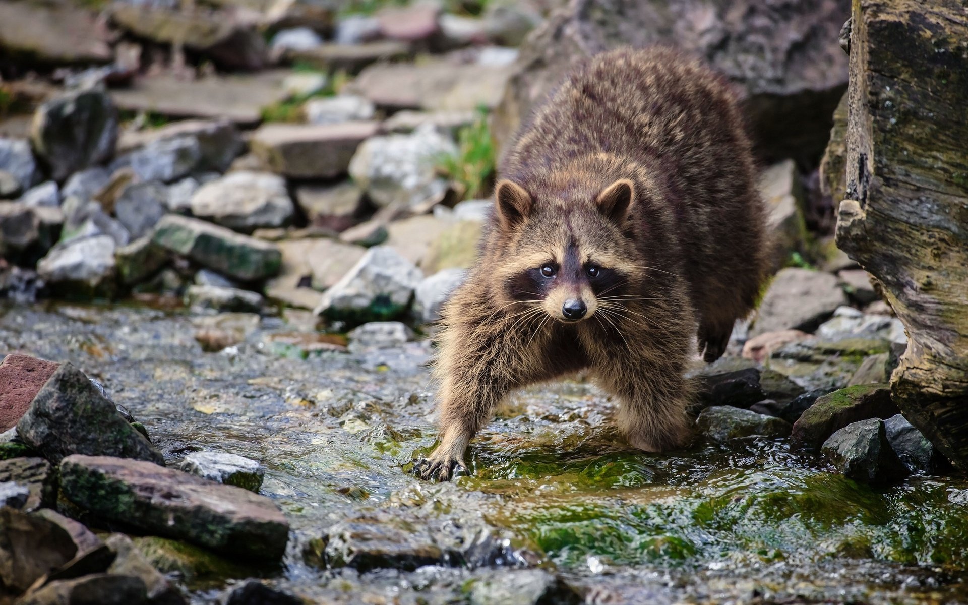 Download Animal Raccoon HD Wallpaper