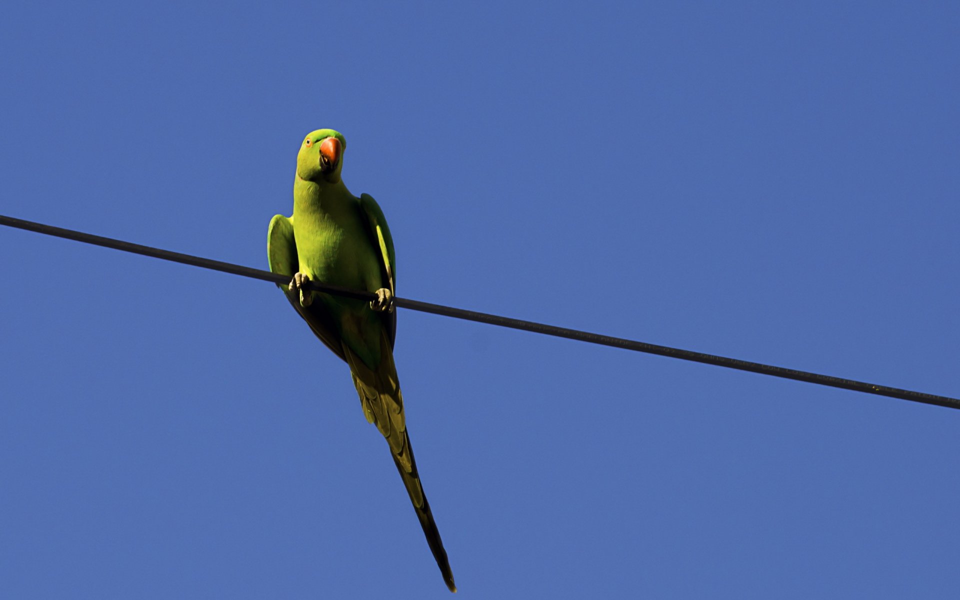 Vibrant Rose-Ringed Parakeet HD Wallpaper