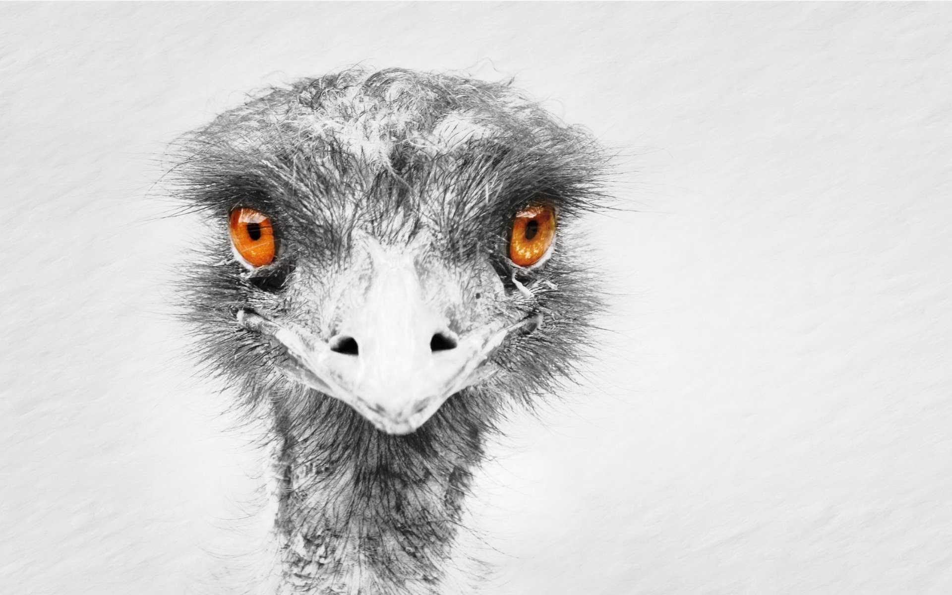 Striking Emu Portrait – HD Animal Wallpaper