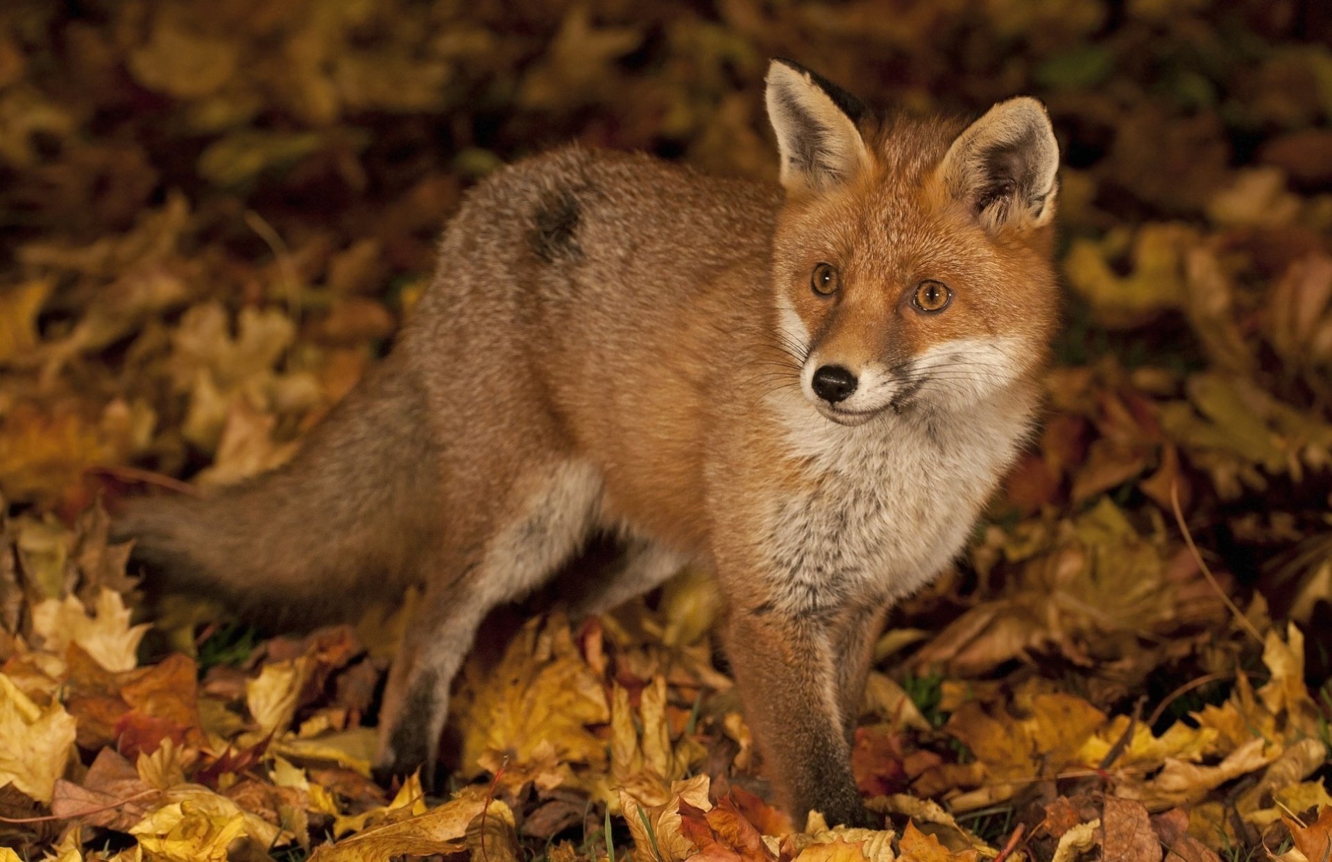 Majestic Fox in Autumn Leaves - HD Animal Wallpaper