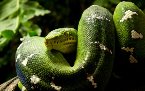 70+ Python HD Wallpapers | Background Images