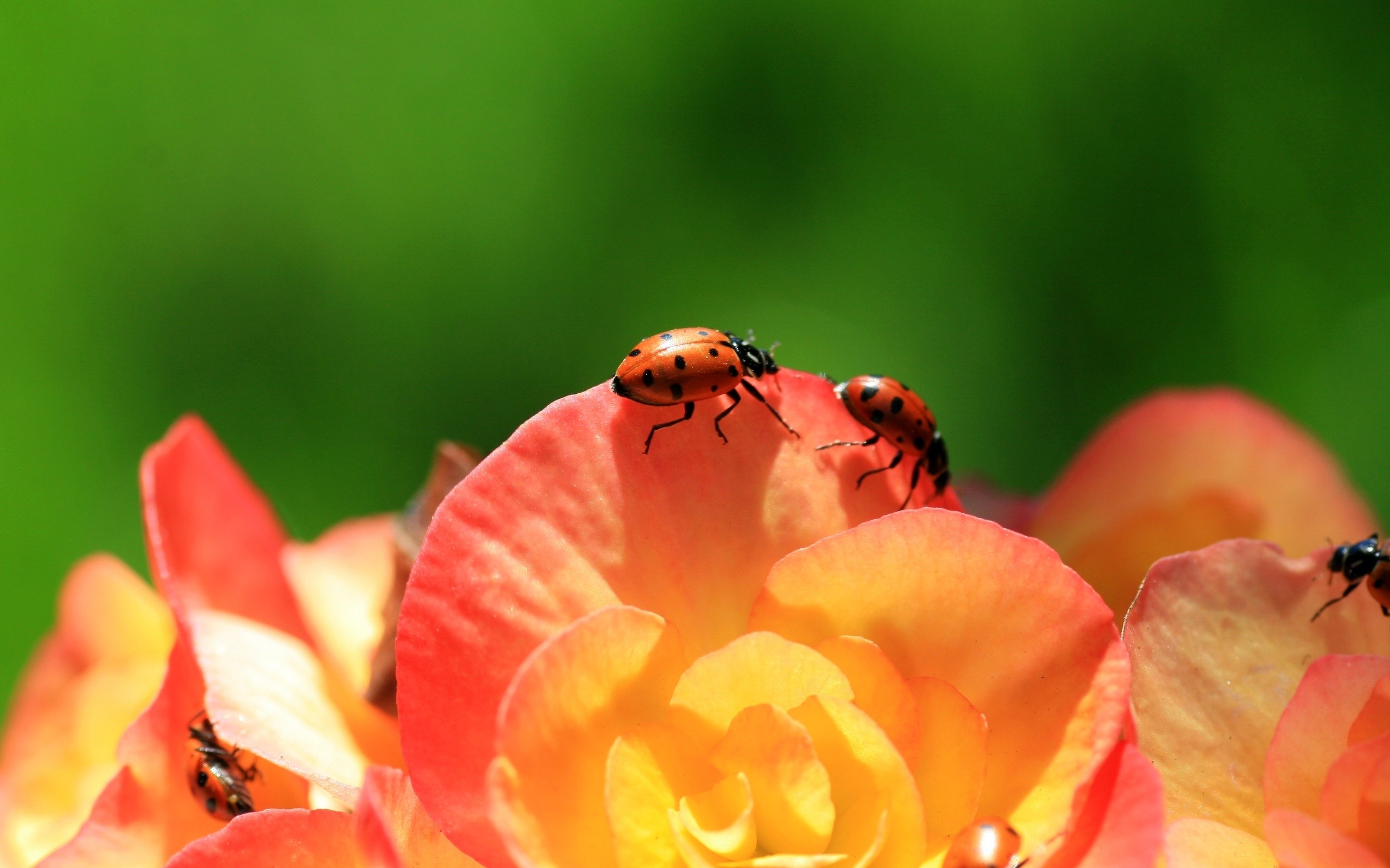 Download Animal Ladybug HD Wallpaper