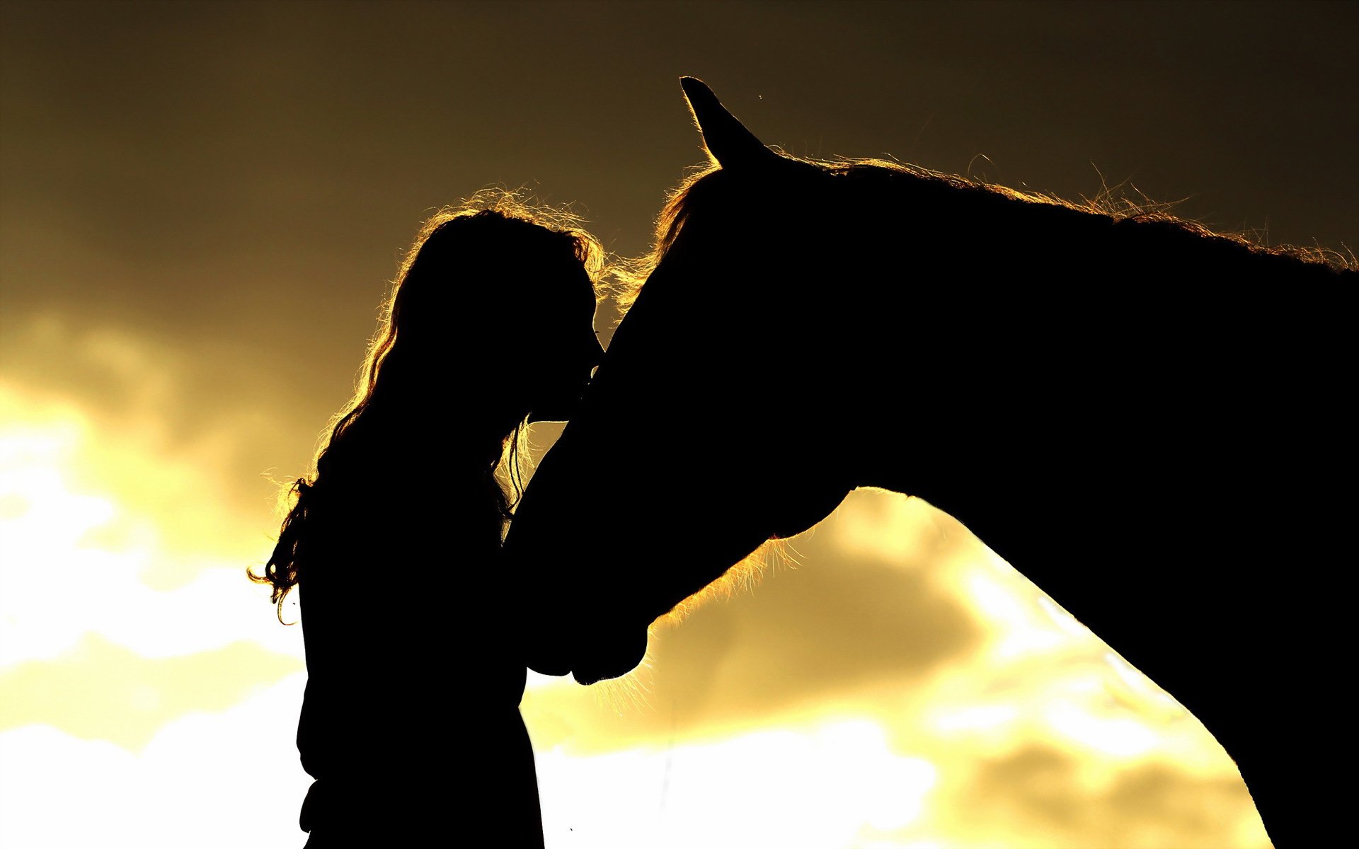 Dusk Companions — HD Horse Silhouette Wallpaper | 1920x1200 | Wallpaper ...