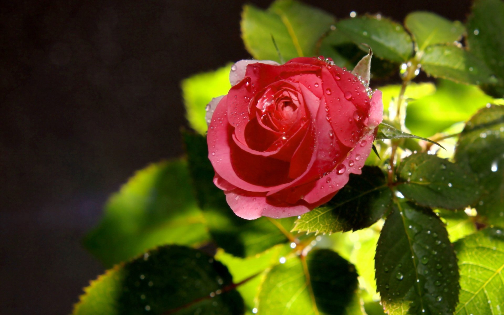 Download Red Rose Flower Nature Rose HD Wallpaper