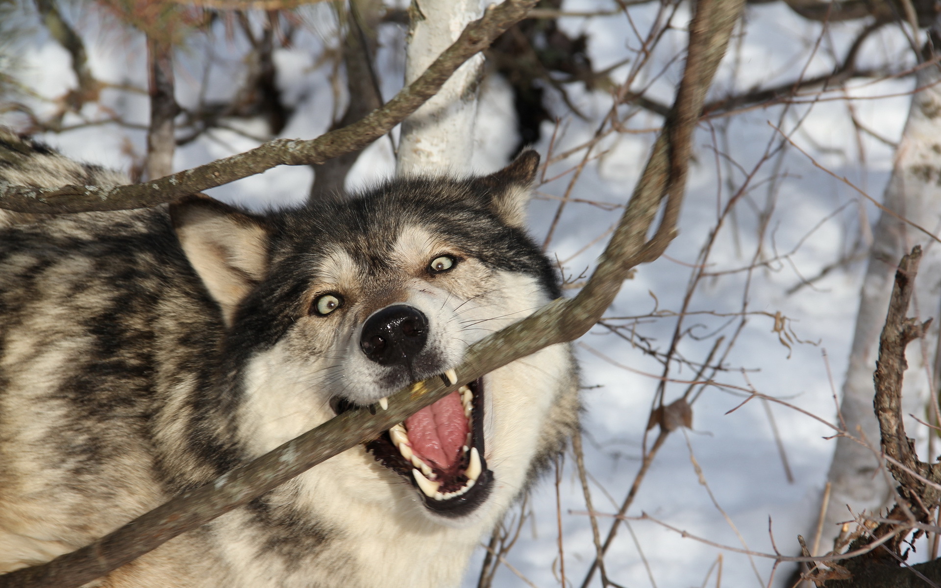 HD Wallpaper of a Playful Wolf in a Snowy Forest