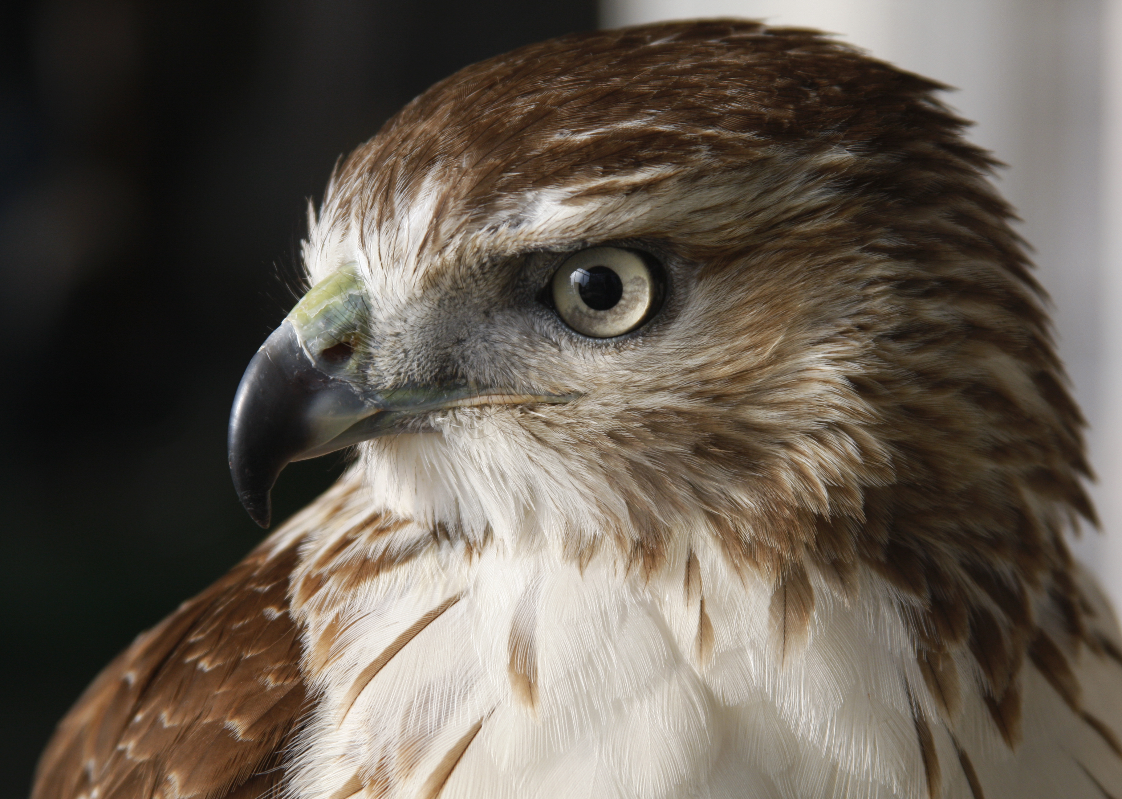 Falcon Full HD Wallpaper And Background Image 3642x2592 ID 399492 Falcon Full HD Wallpaper And Background Image 3642x2592 ID 399492