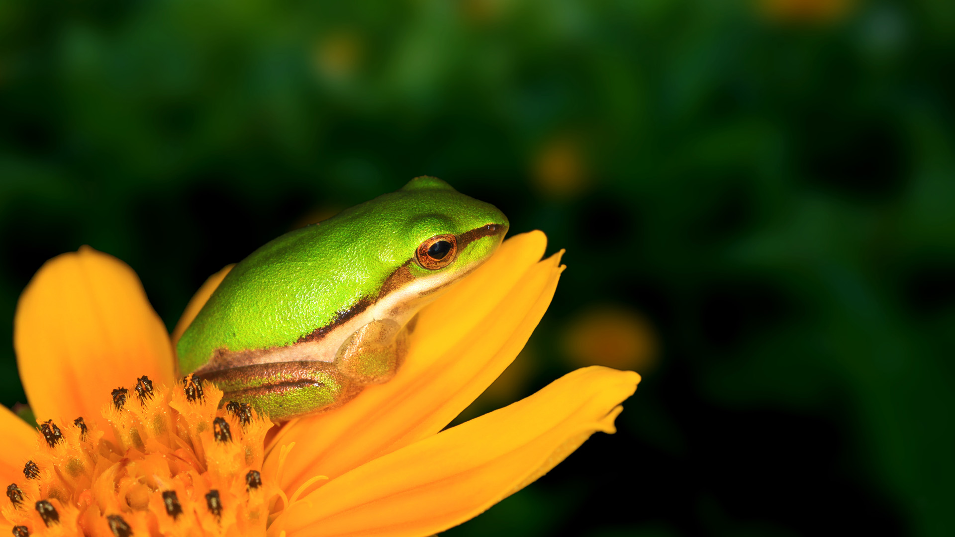 Download Animal Frog HD Wallpaper
