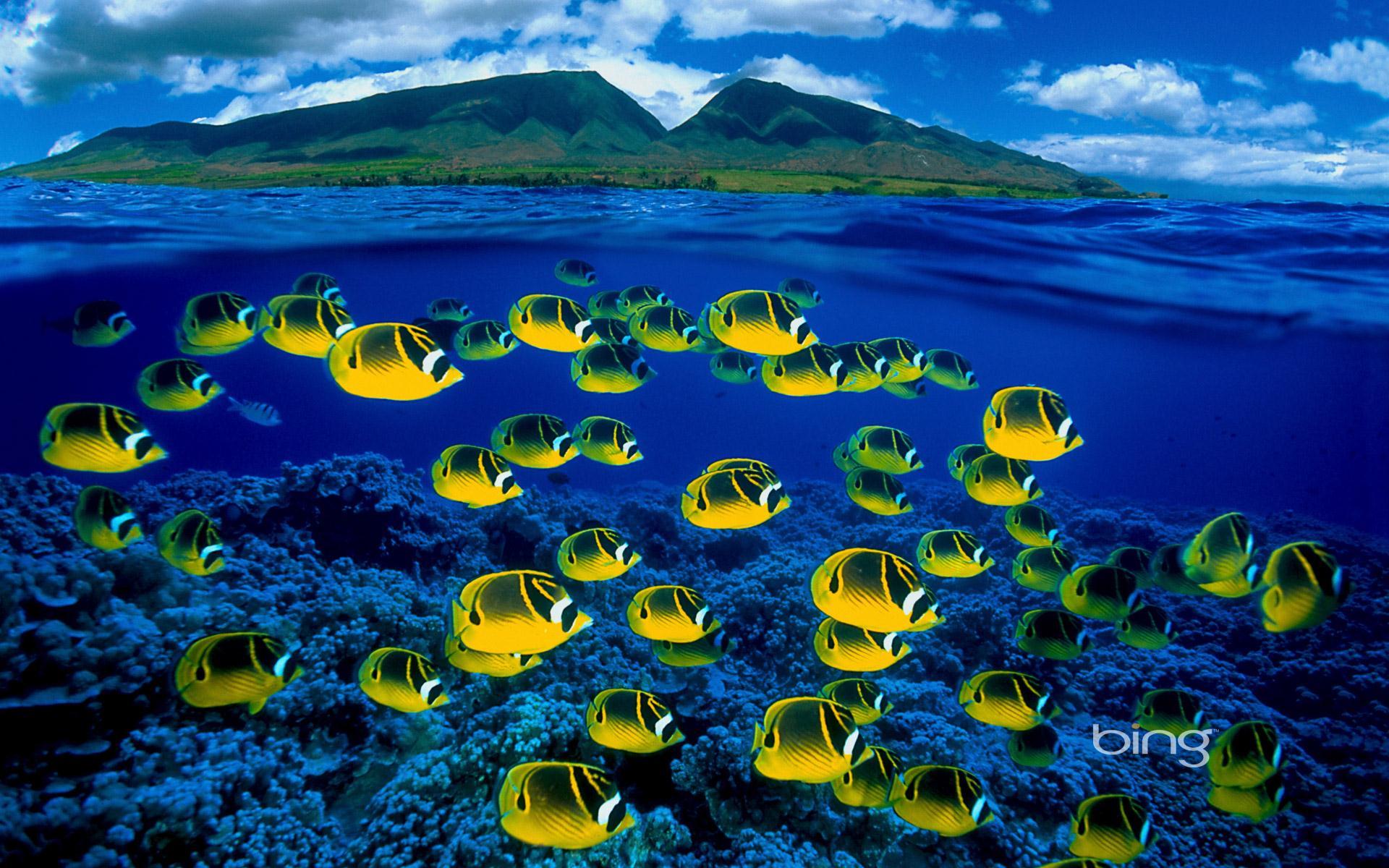 Butterflyfish HD Wallpaper Background Image 1920x1200