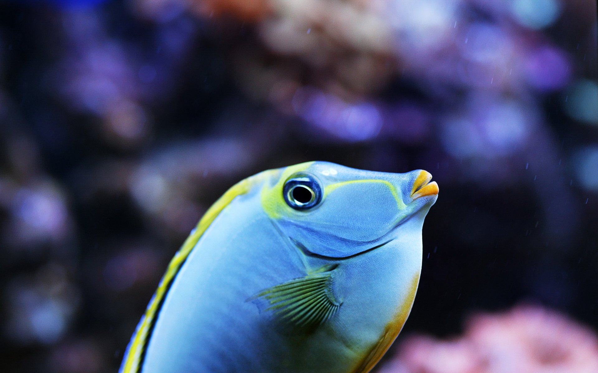 Download Animal Fish HD Wallpaper