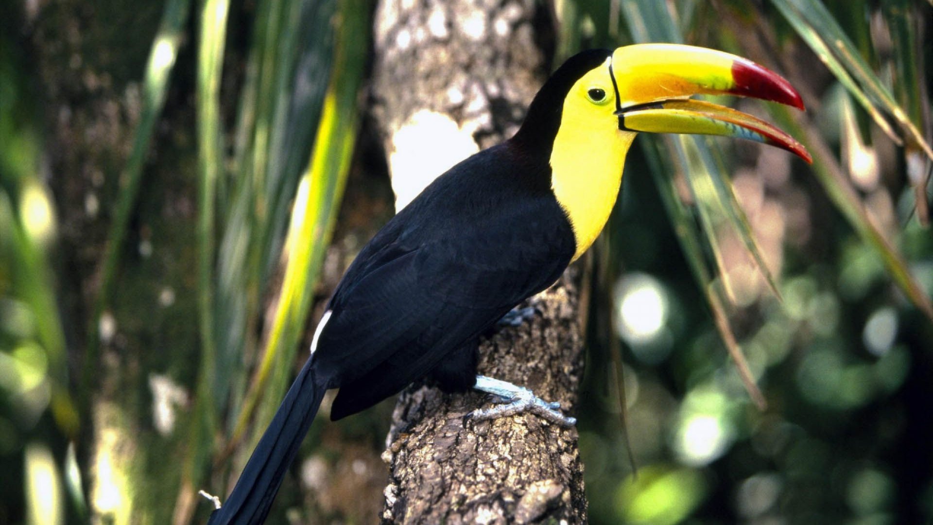 Download Animal Toucan HD Wallpaper | 2560x1440 | Wallpaper Abyss
